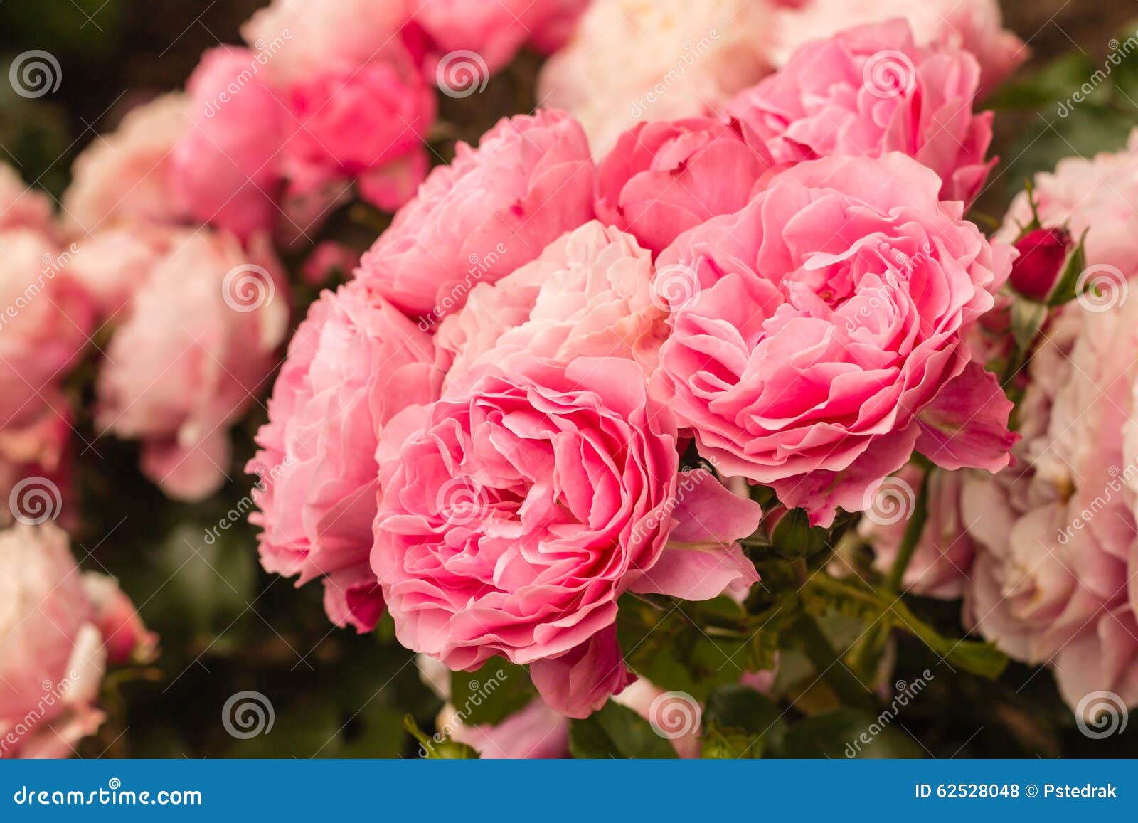Pink tea roses in bloom stock photo. Image of roses, leaves - 62528048