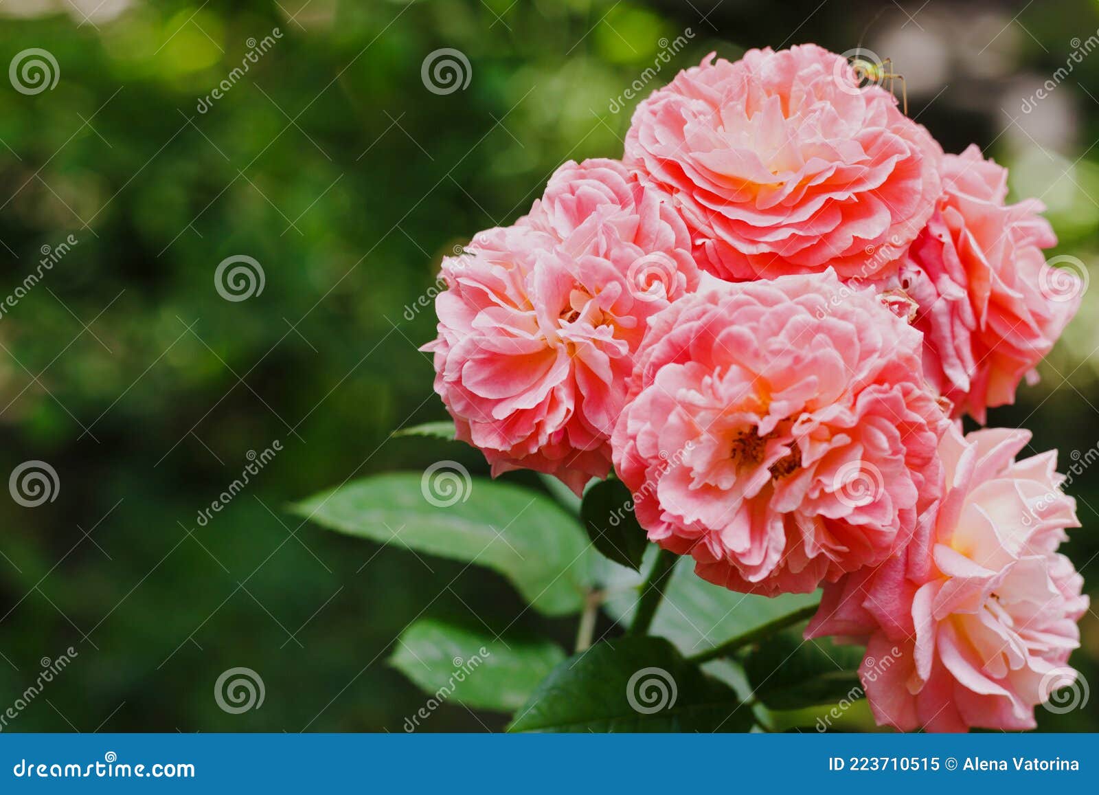 Pink Tea Roses in the Garden Stock Image - Image of design, garden ...