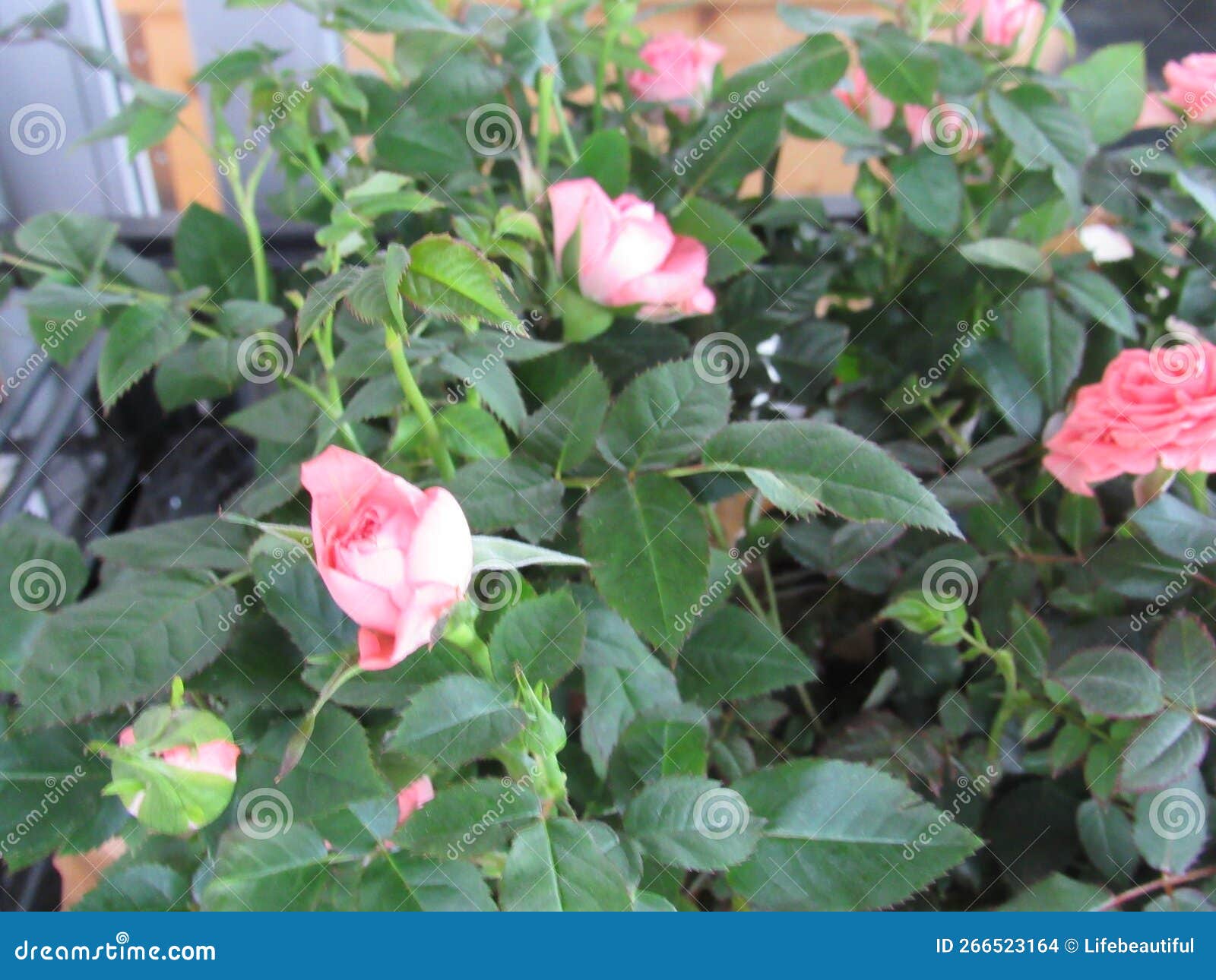 Pink tea roses stock photo. Image of petal, shrub, pots - 266523164
