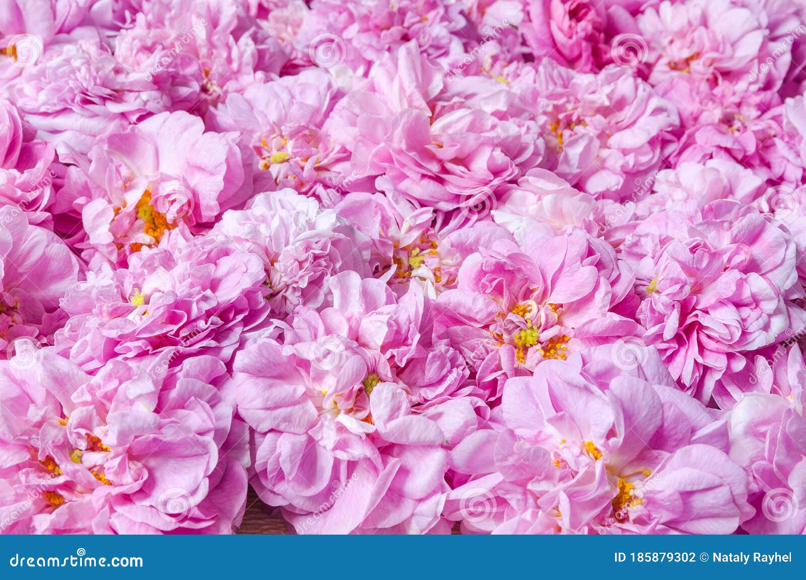Pink tea roses on table stock photo. Image of soft, bright - 185879302