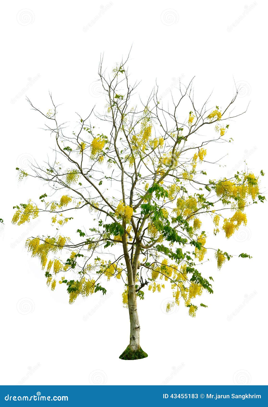 Pink Tecoma Flower Tree Or Tabebuia Rosea Or Pink Trumpet Tree On The ...