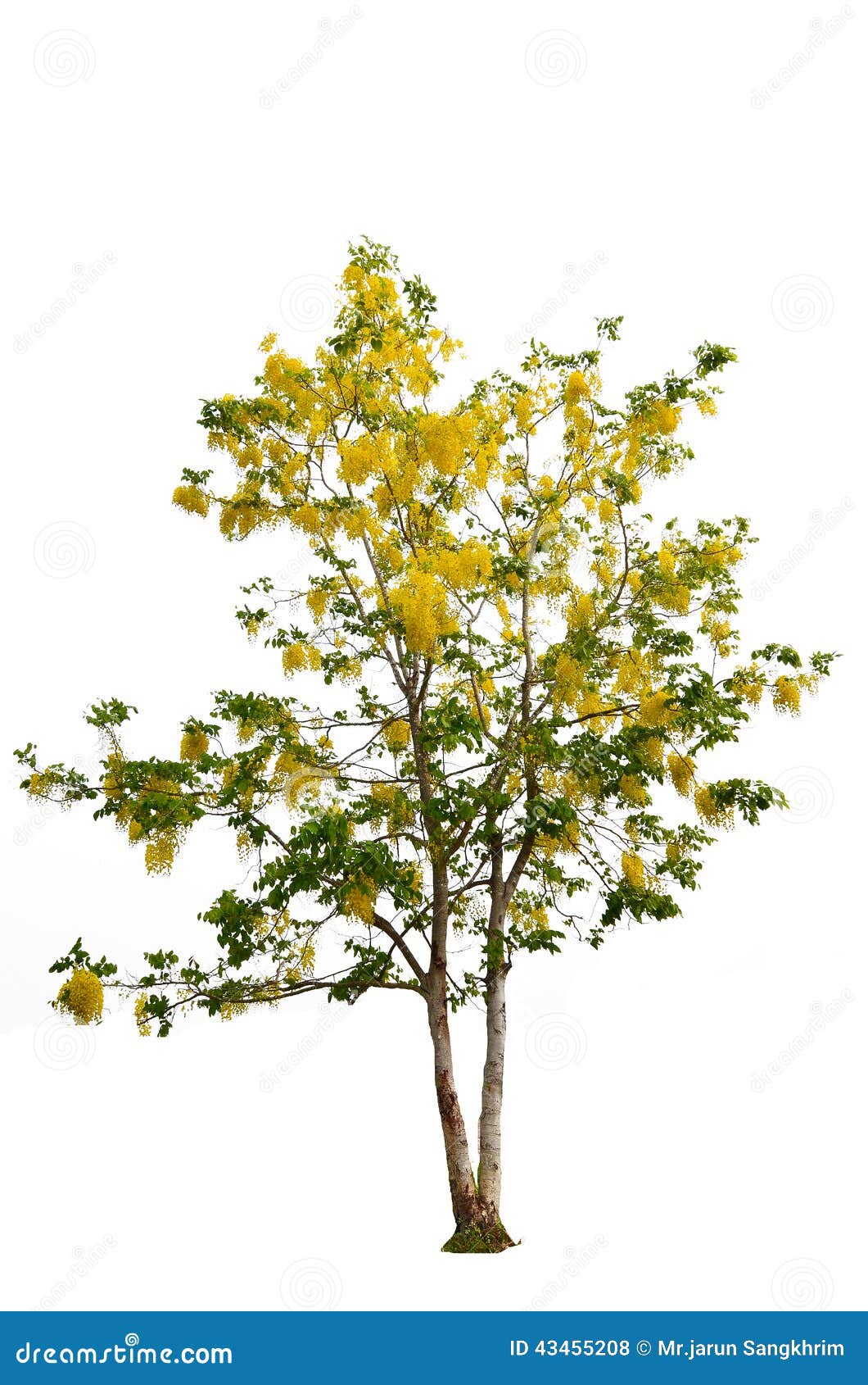 Pink Tecoma Flower Tree Or Tabebuia Rosea Or Pink Trumpet Tree On The ...