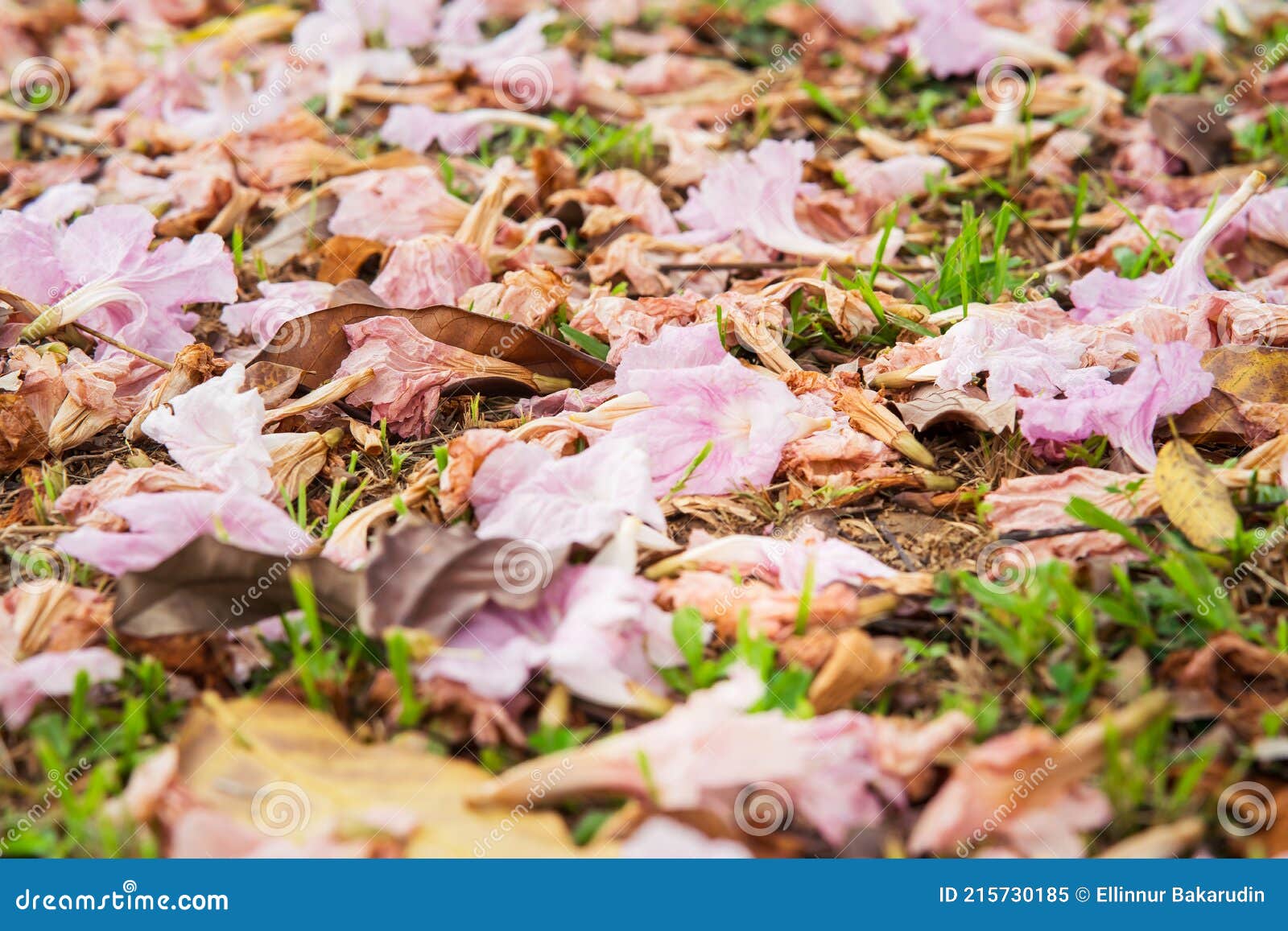 Pink Tecoma Flower Tree or Tabebuia Rosea or Pink Trumpet Tree Falling ...