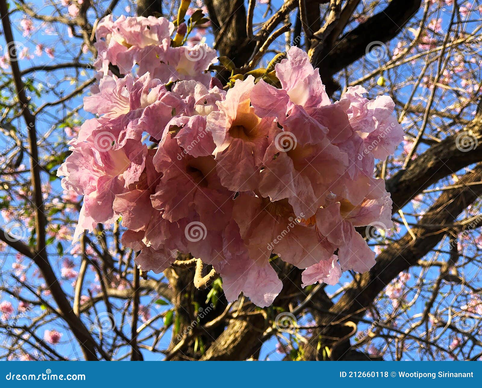 Pink Tecoma Flower Tree Or Tabebuia Rosea Or Pink Trumpet Tree On The ...