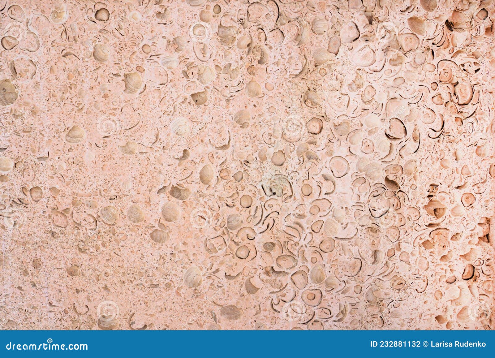 Pink Texture of Coquina Limestone. Shell Rock Stock Photo - Image of ...