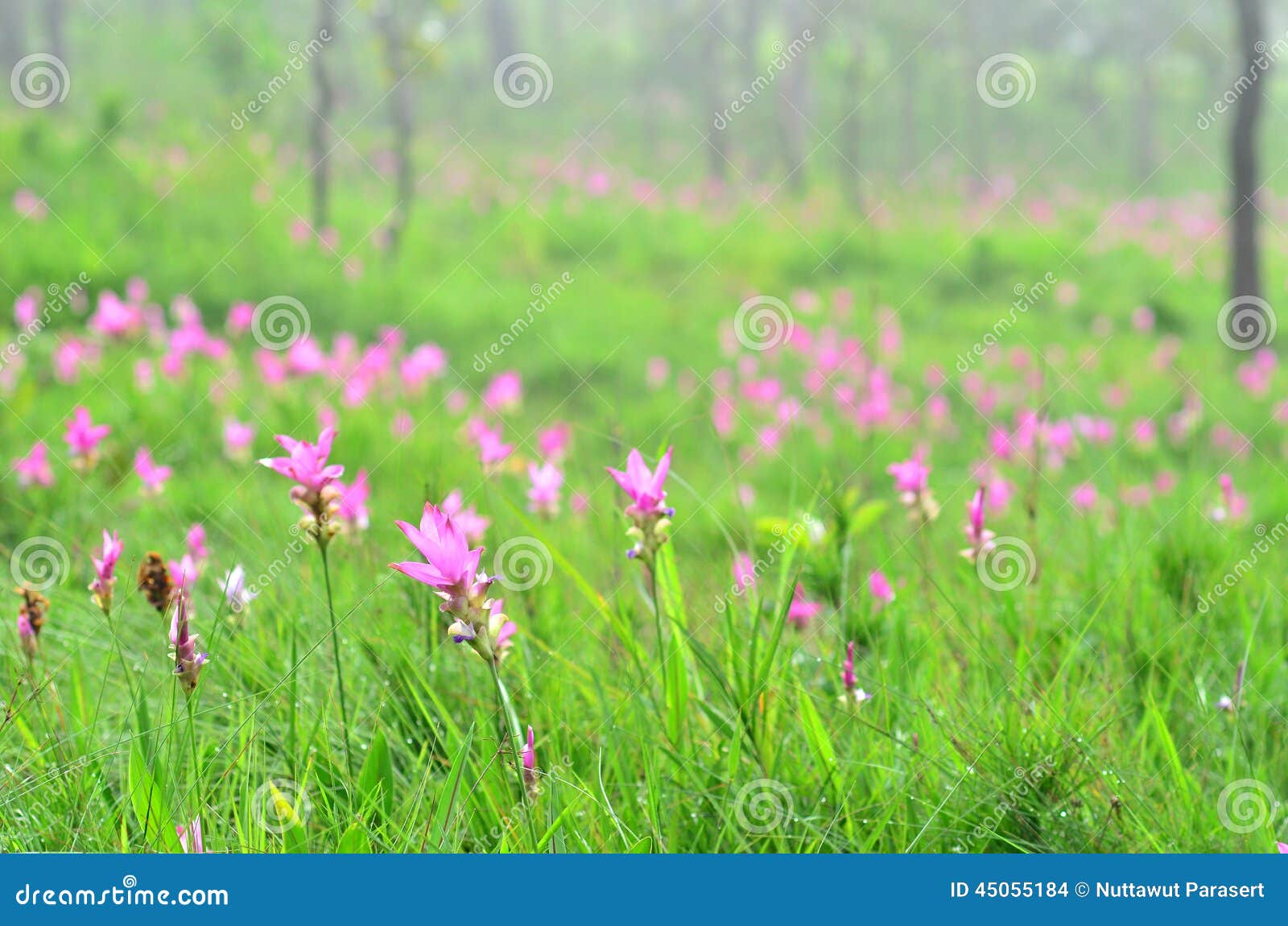 Pink thai tulip in mist stock photo. Image of plant, blooms - 45055184