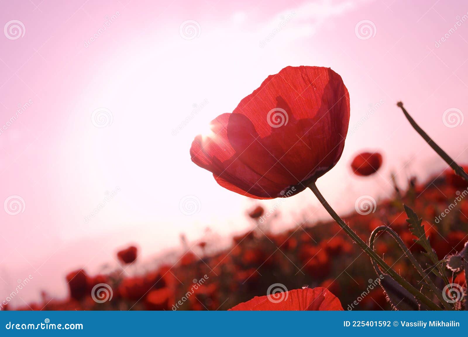 Pink theme stock photo. Image of beauty, pink, heaven - 225401592