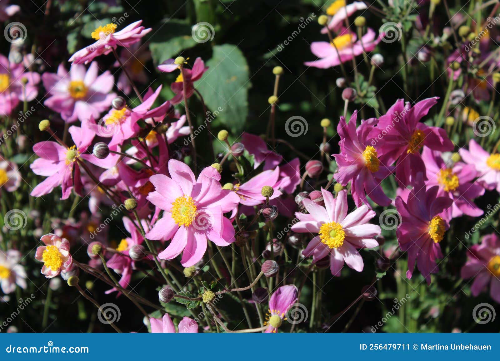 Pink thimbleweed stock image. Image of flora, flower - 256479711