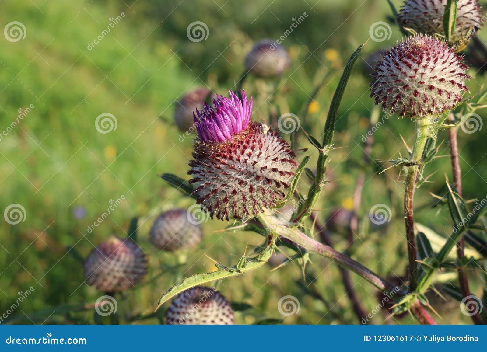 Pink Thistle Blooming in the Meadow. Stock Image - Image of plant ...