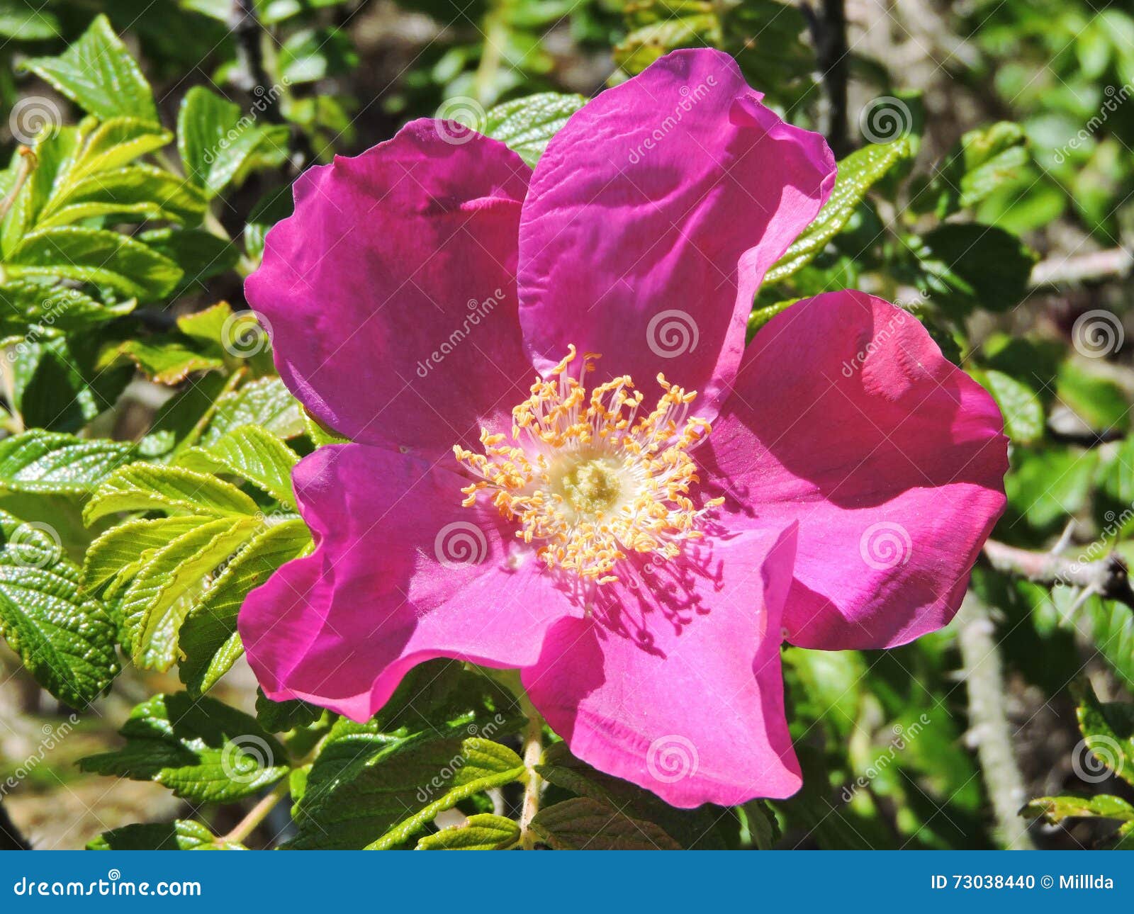 Pink thorn flower stock photo. Image of yellow, pistil - 73038440