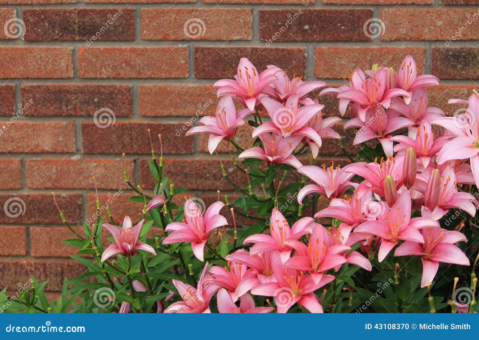 Pink Tiger Lilies stock photo. Image of batch, large - 43108370