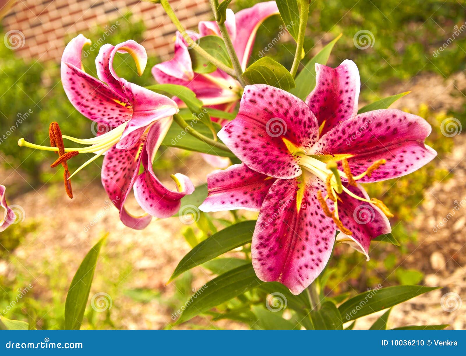 Pink tiger lily stock photo. Image of single, green, tiger - 10036210