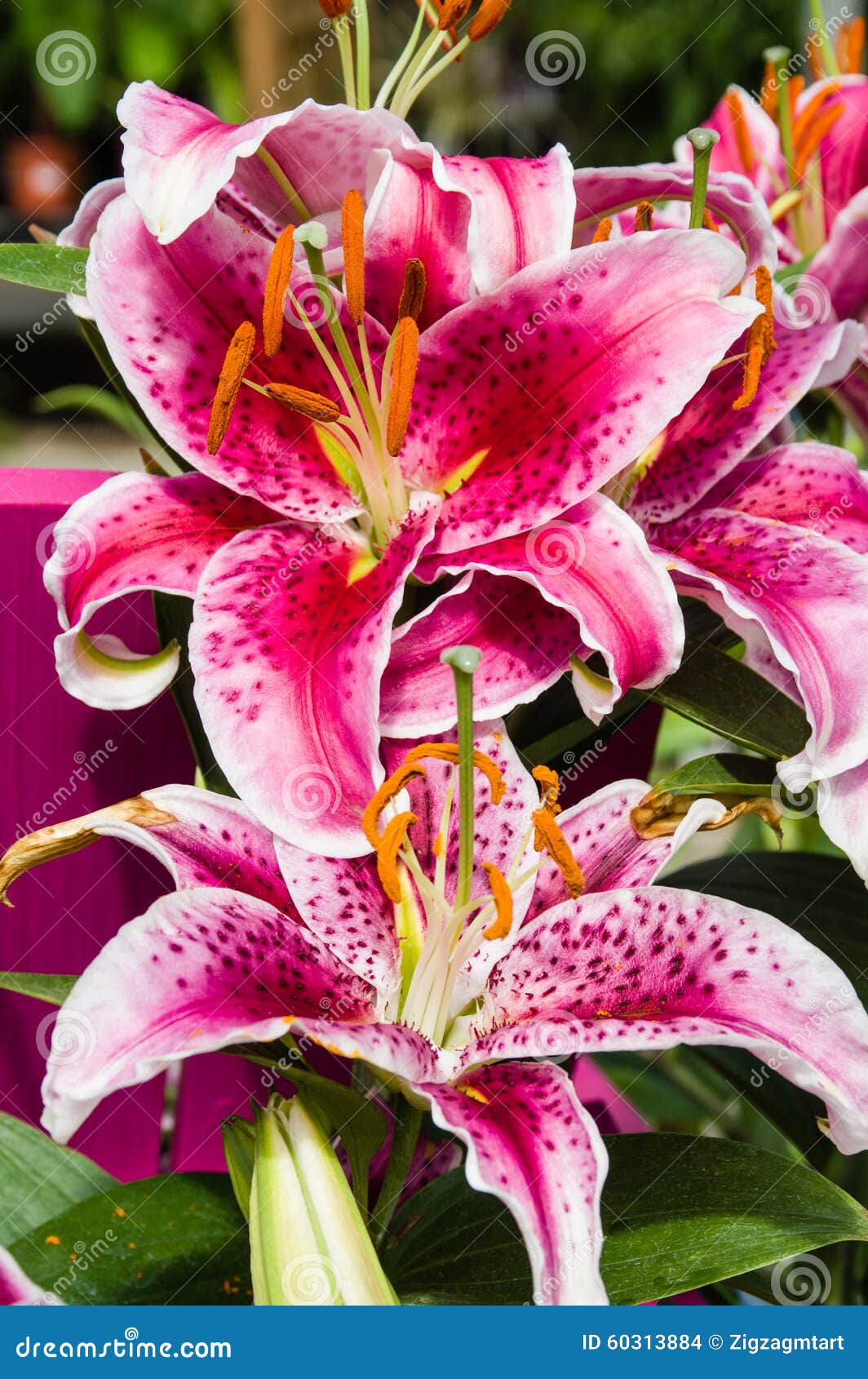 Pink Tiger Lily with Open Blooms Stock Photo - Image of closeup ...
