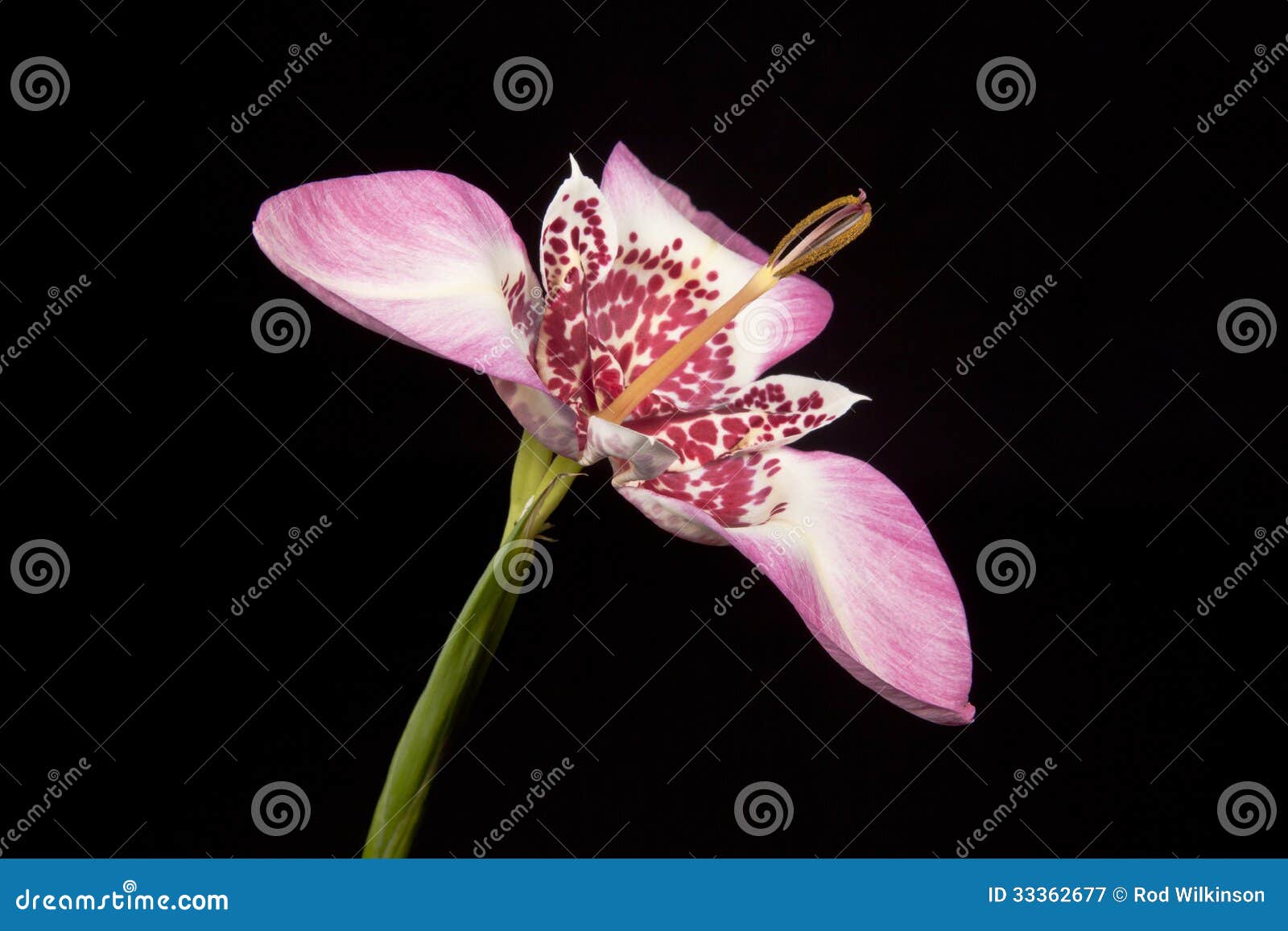 Pink tigridia flower stock image. Image of pink, herbaceous - 33362677