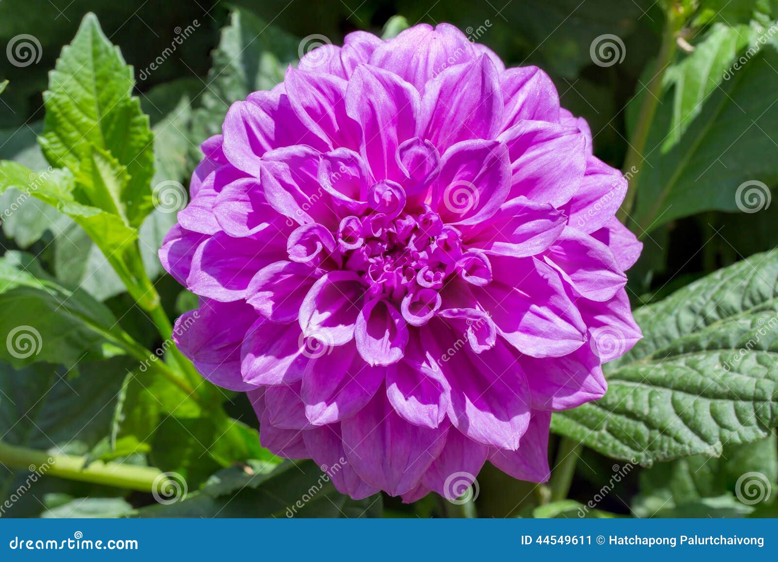 Pink tinge dahlia Flower stock image. Image of bright - 44549611