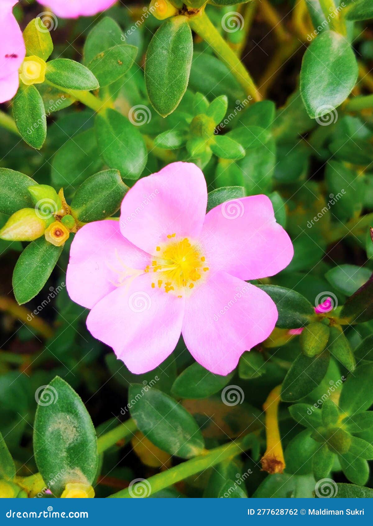Pink Tiny Flower with Green Leafes Support it Stock Photo - Image of ...