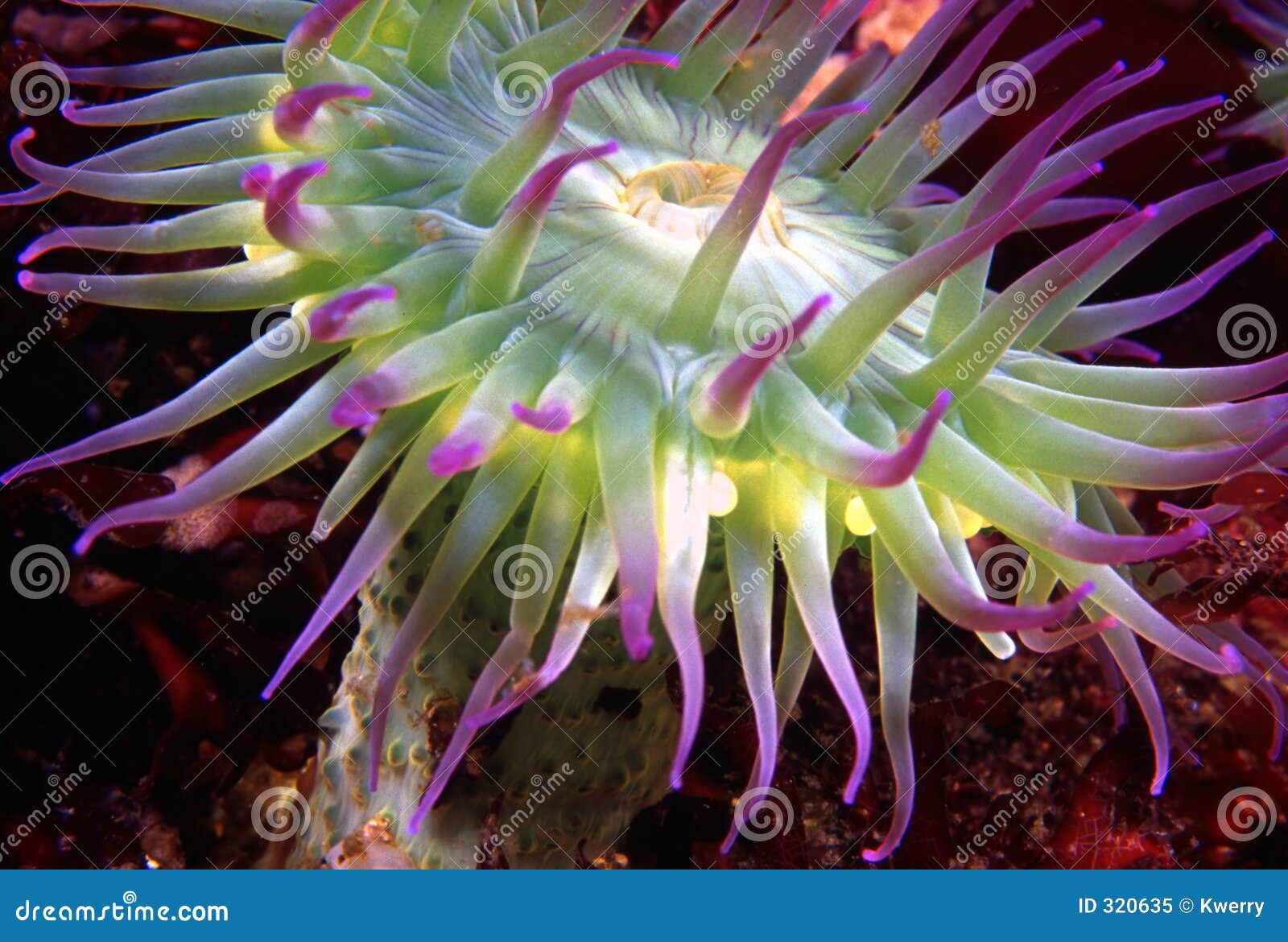 Pink-tiped Anemone (2) stock image. Image of scuba, ocean - 320635