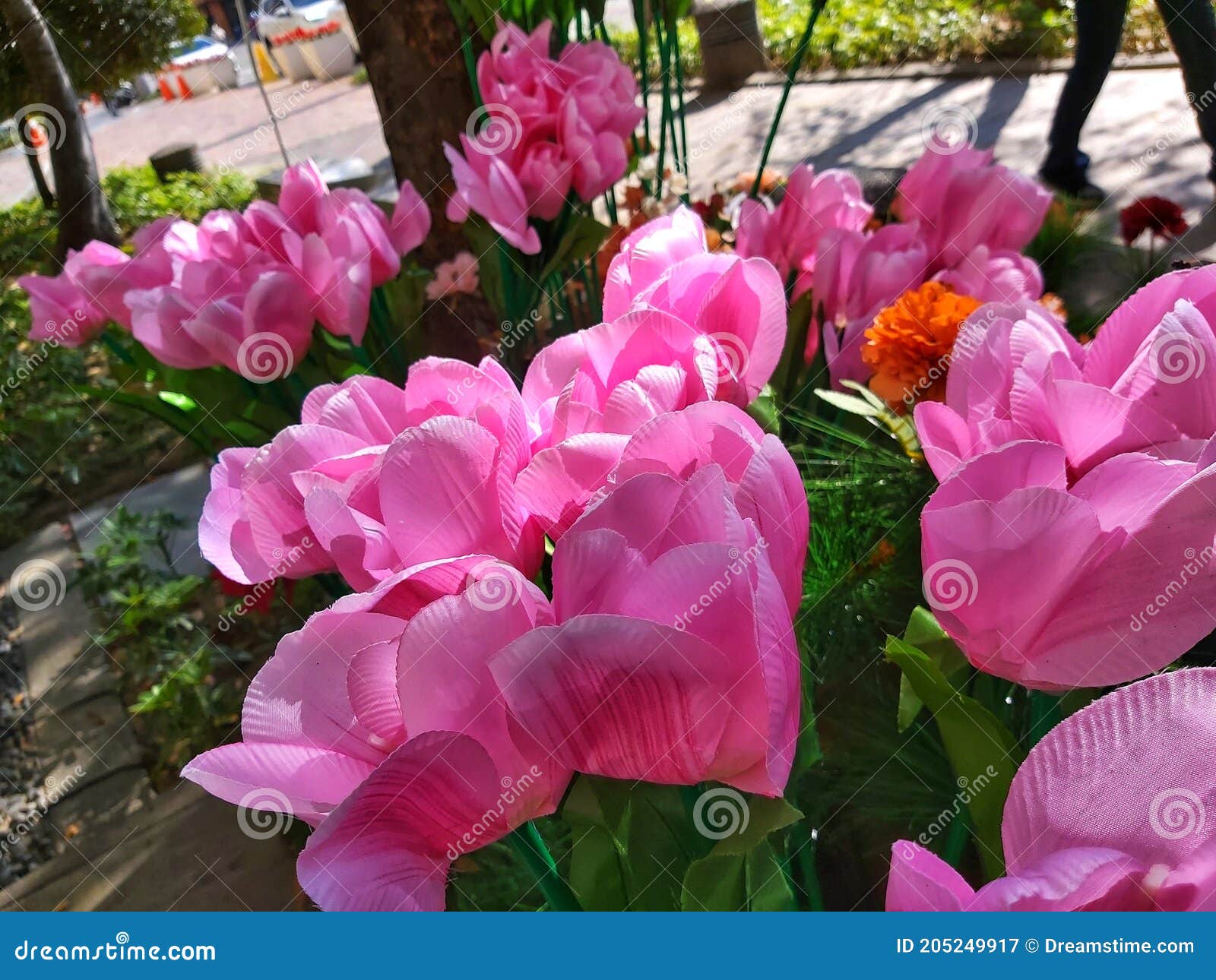 Pink Tissue Flower Decoration by the Road Stock Image - Image of ...