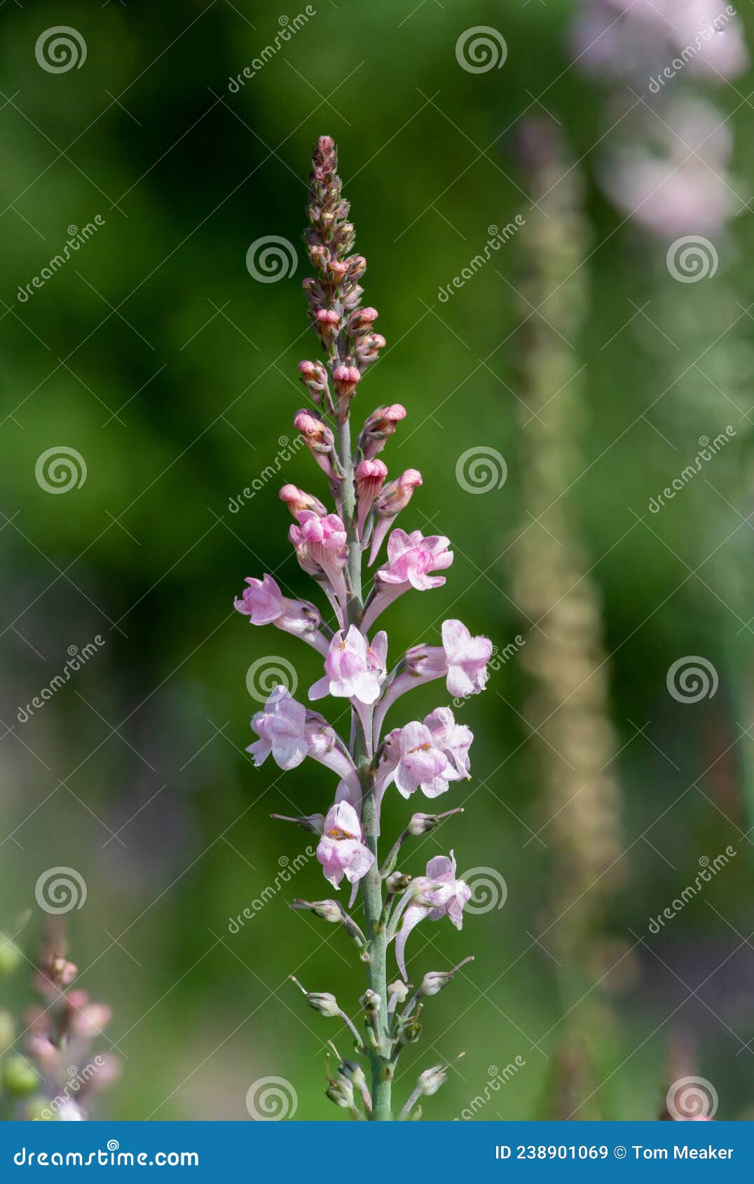 Pink Toadflax Linaria Purpurea Stock Photo | CartoonDealer.com #238901100