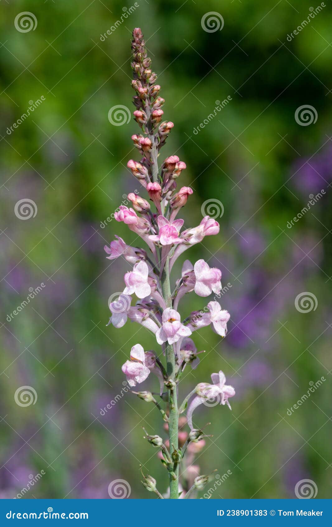 Pink Toadflax Linaria Purpurea Stock Image - Image of horticultural ...