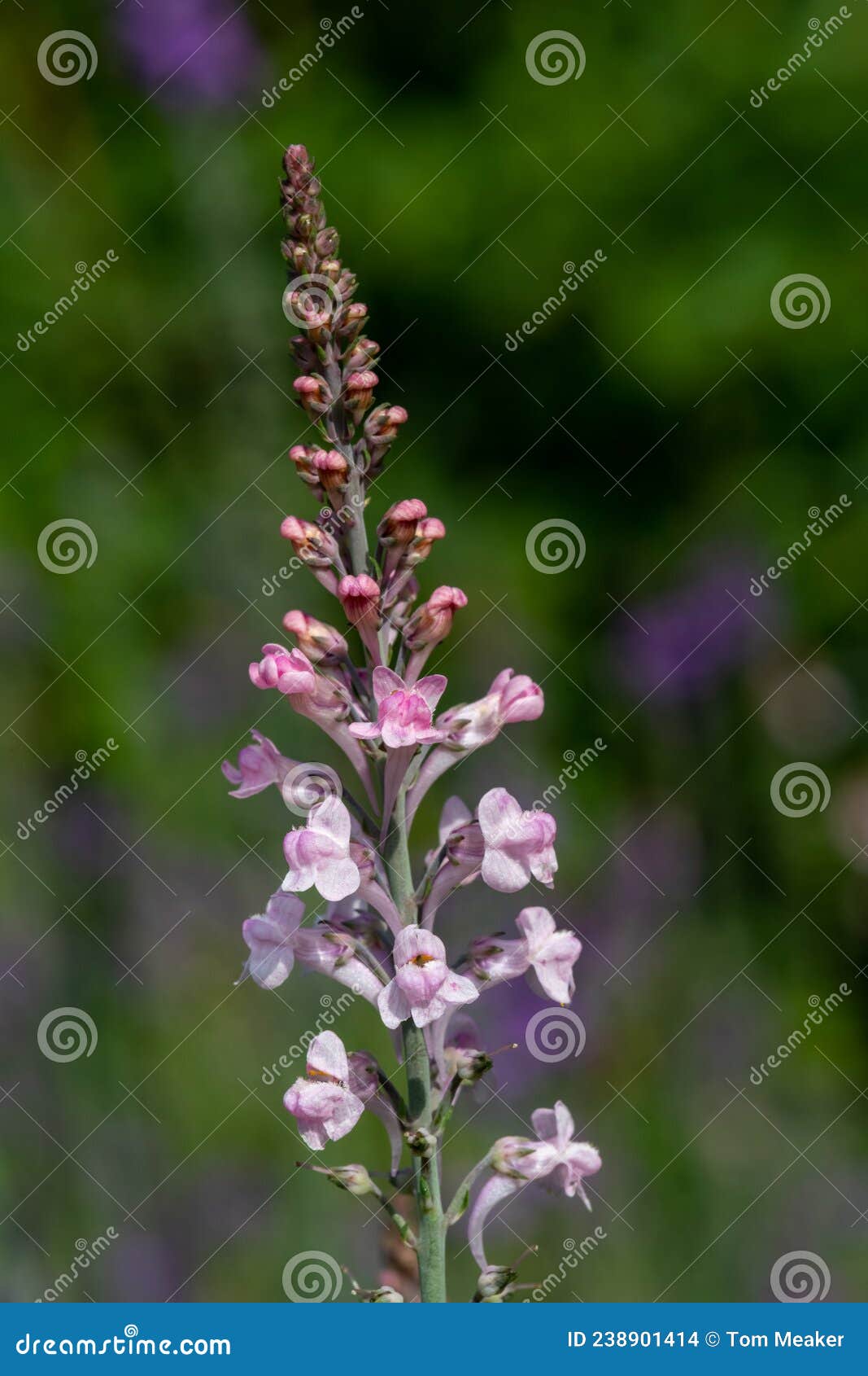 Pink Toadflax Linaria Purpurea Stock Photo - Image of garden, freshness ...