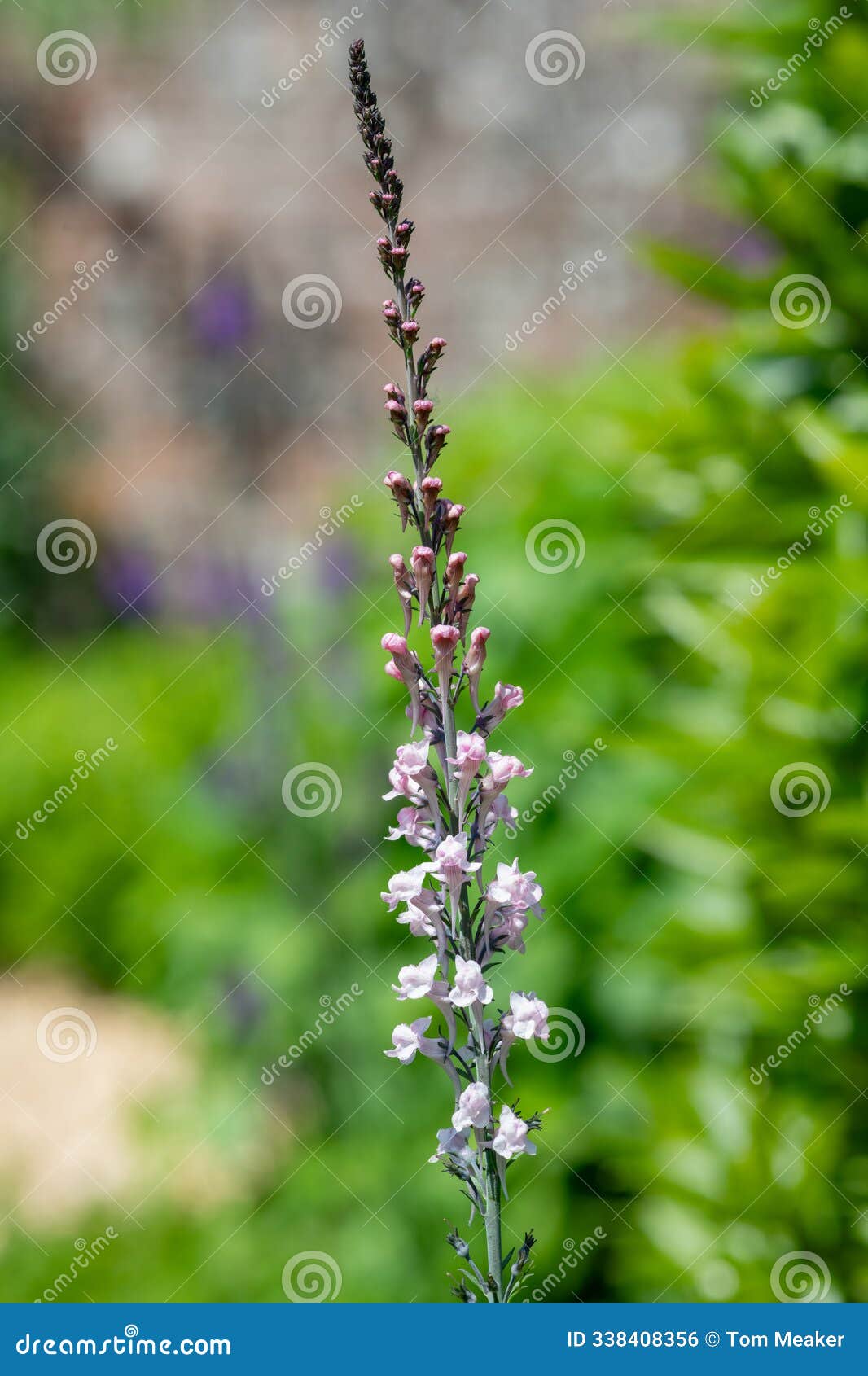 Pink Toadflax Linaria Purpurea Stock Photo | CartoonDealer.com #238901100