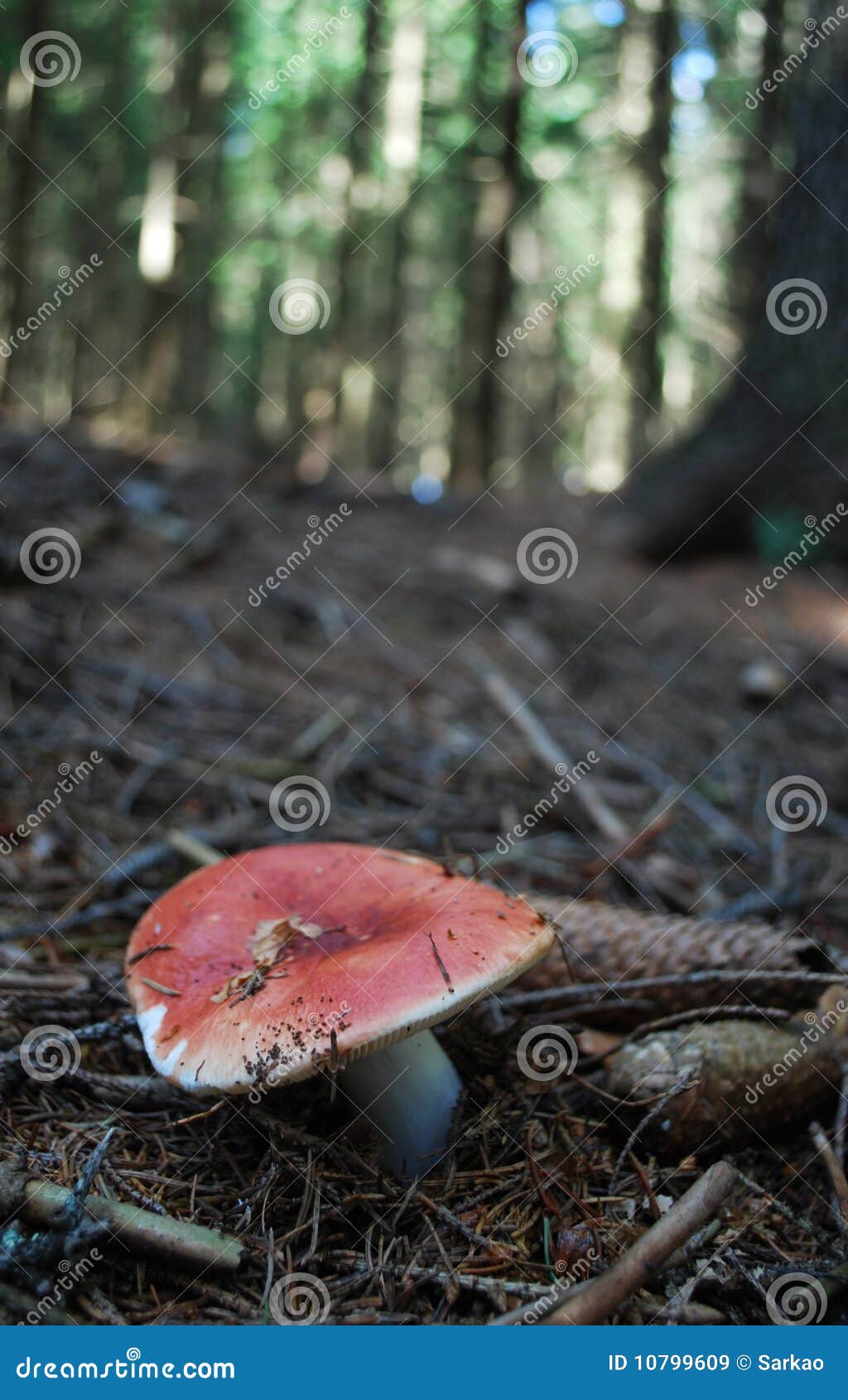 Pink toadstool stock image. Image of fall, grass, toadstool - 10799609