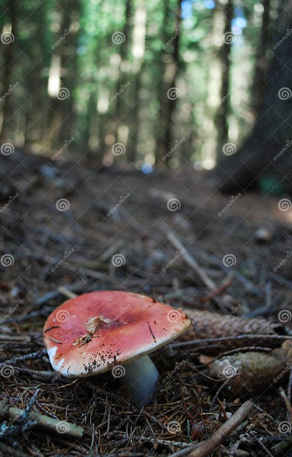 Pink toadstool stock image. Image of fall, grass, toadstool - 10799609