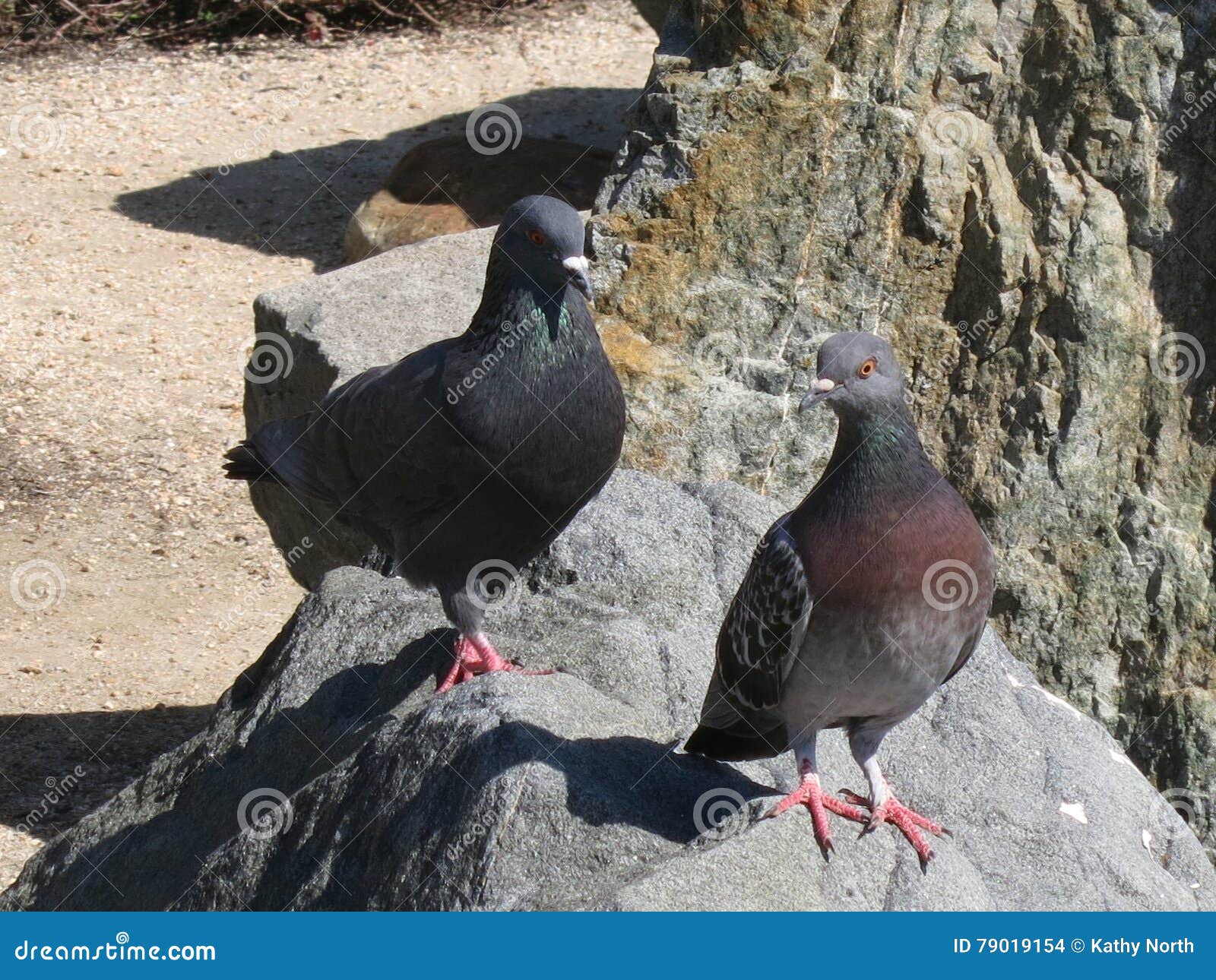 Pink-toed pigeons at beach stock photo. Image of feet - 79019154