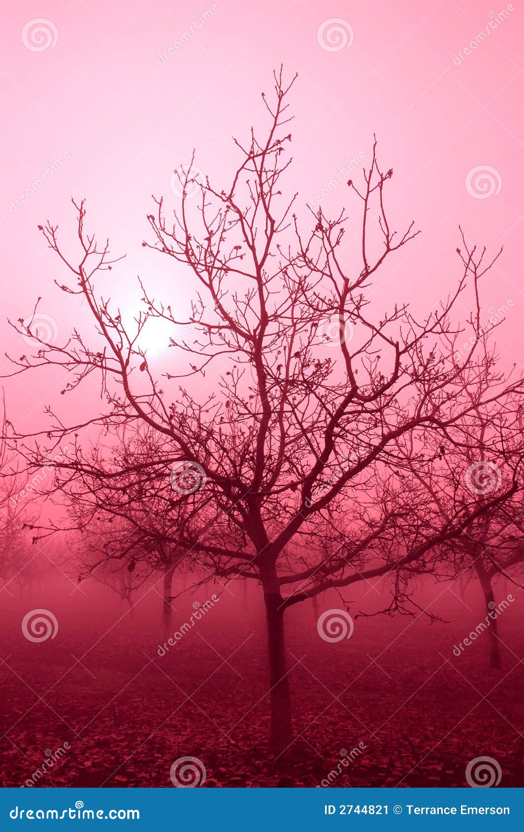 Pink Tone Bare Walnut Trees Stock Image - Image of winter, walnut: 2744821