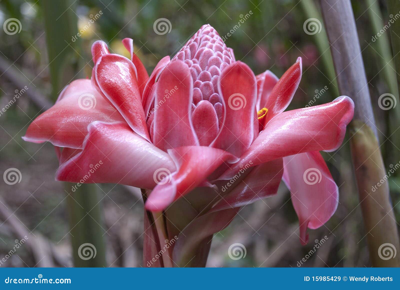 Pink Torch Ginger, Etlingera Elatior Stock Image - Image of lush, aloha ...
