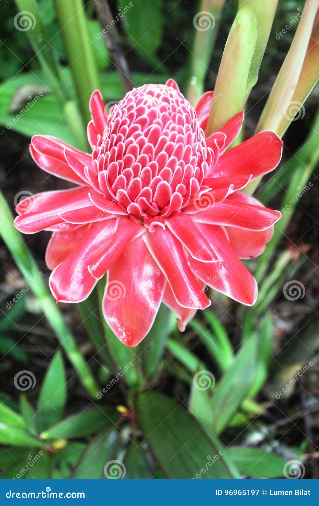 Pink torch ginger stock image. Image of garden, plant - 96965197