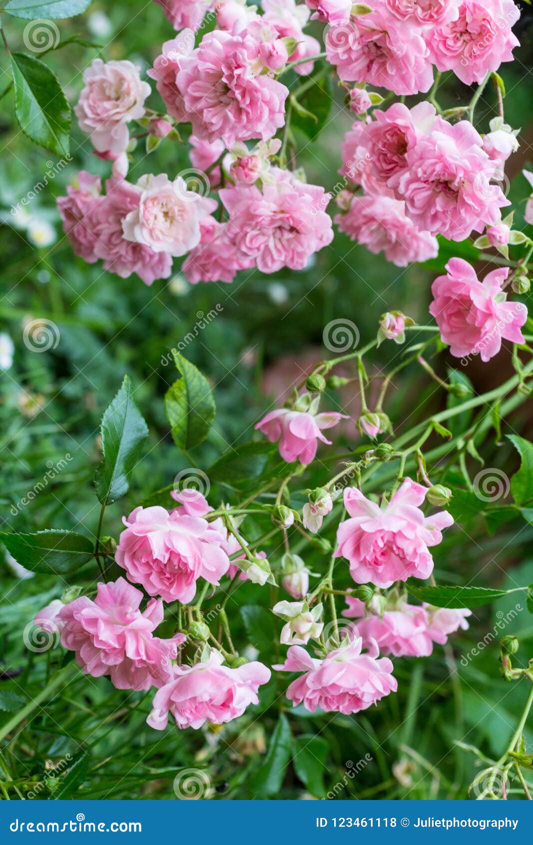 Pink trailing roses stock photo. Image of beautiful - 123461118