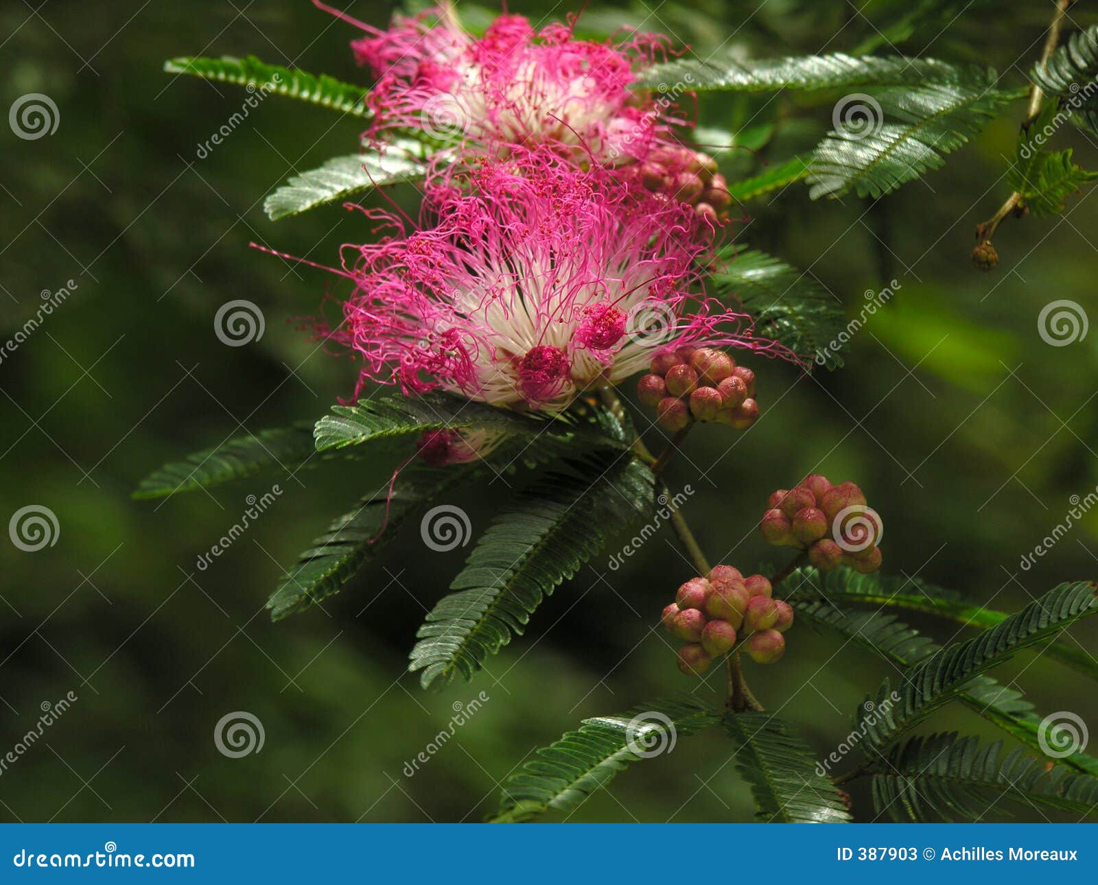 Pink tree blooms stock image. Image of mimosa, nature, outside - 387903