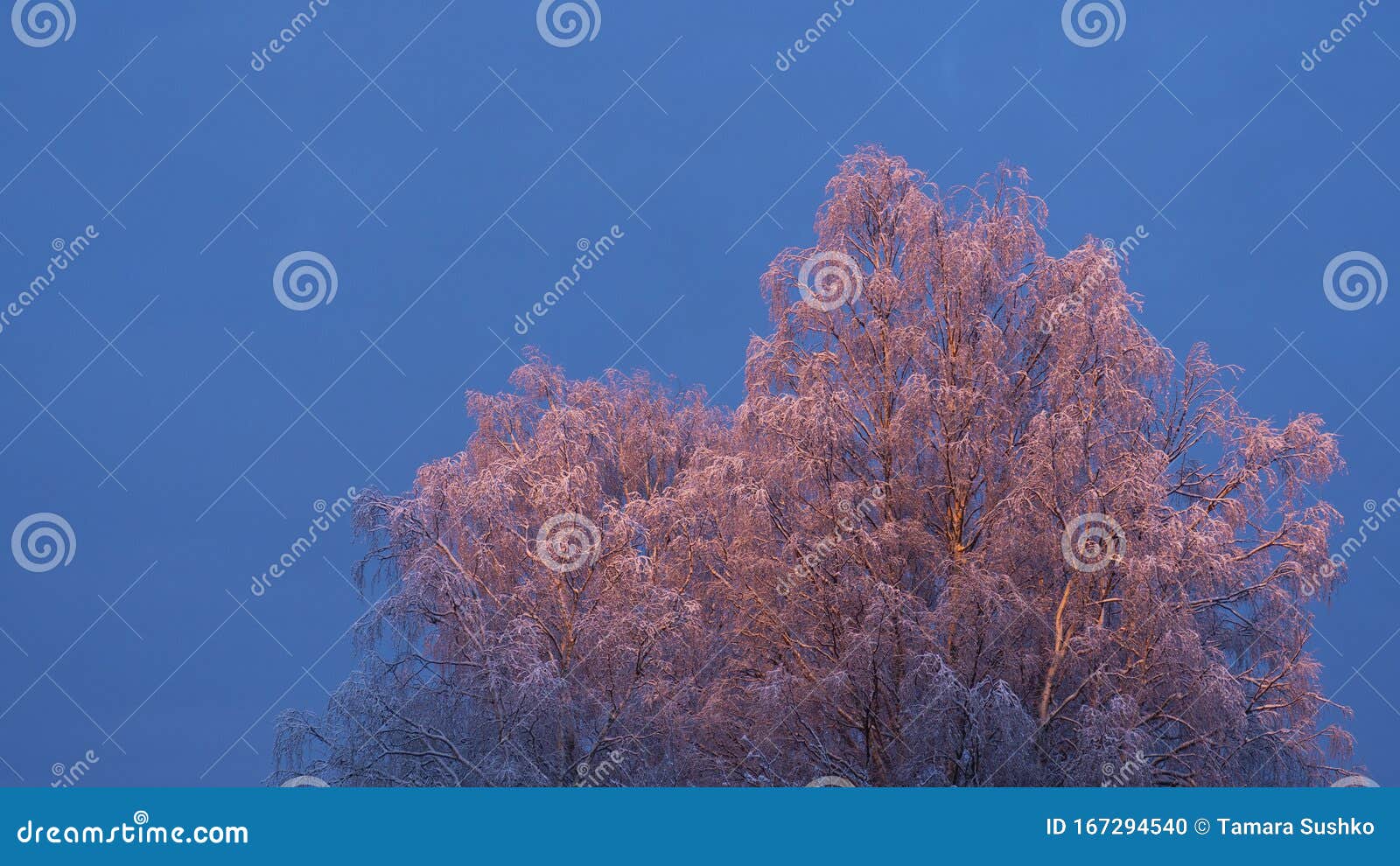Pink Tree on Blue Sky Background Stock Photo - Image of outdoor, north ...