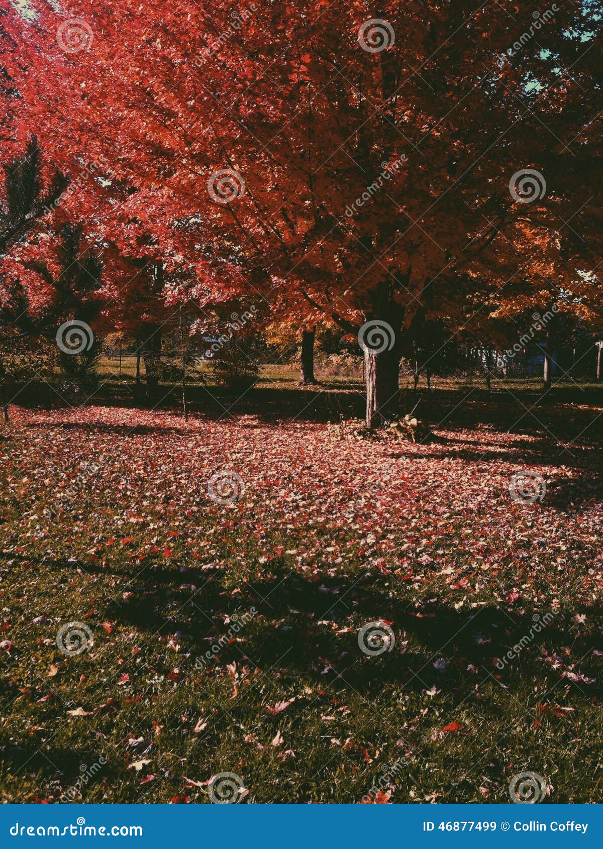 Pink tree stock image. Image of pink, fall, tree, autumn - 46877499