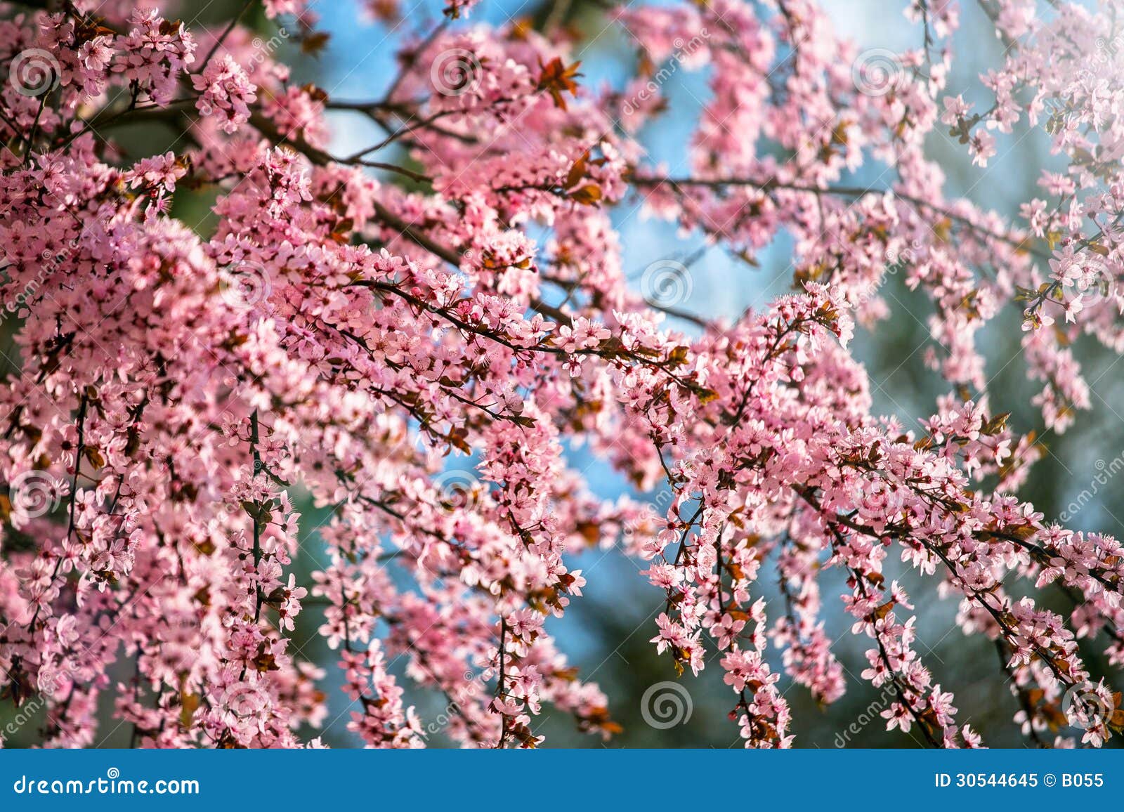 Pink tree stock image. Image of season, tree, summer - 30544645