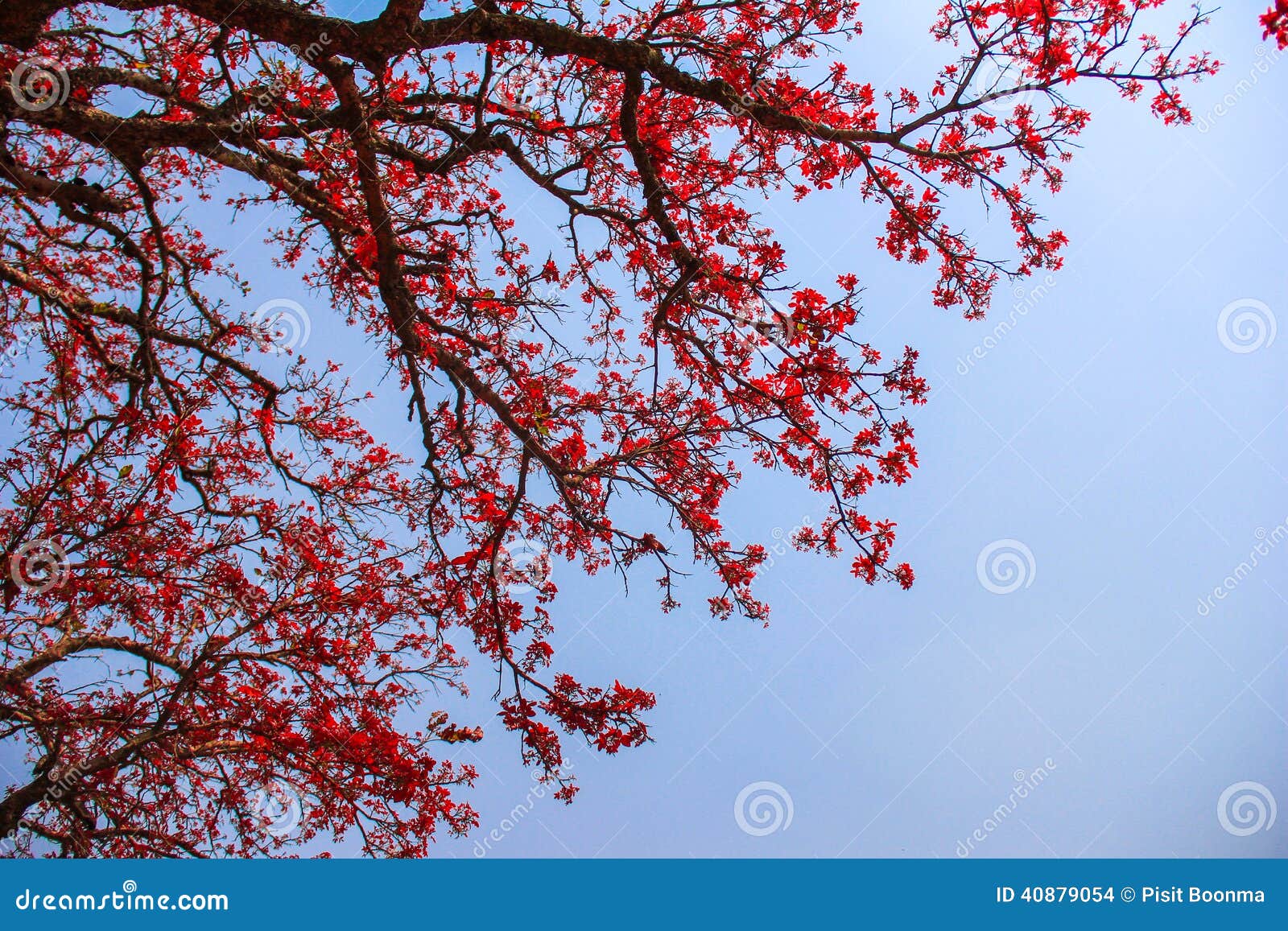 Pink tree in India stock photo. Image of head, japanese - 40879054