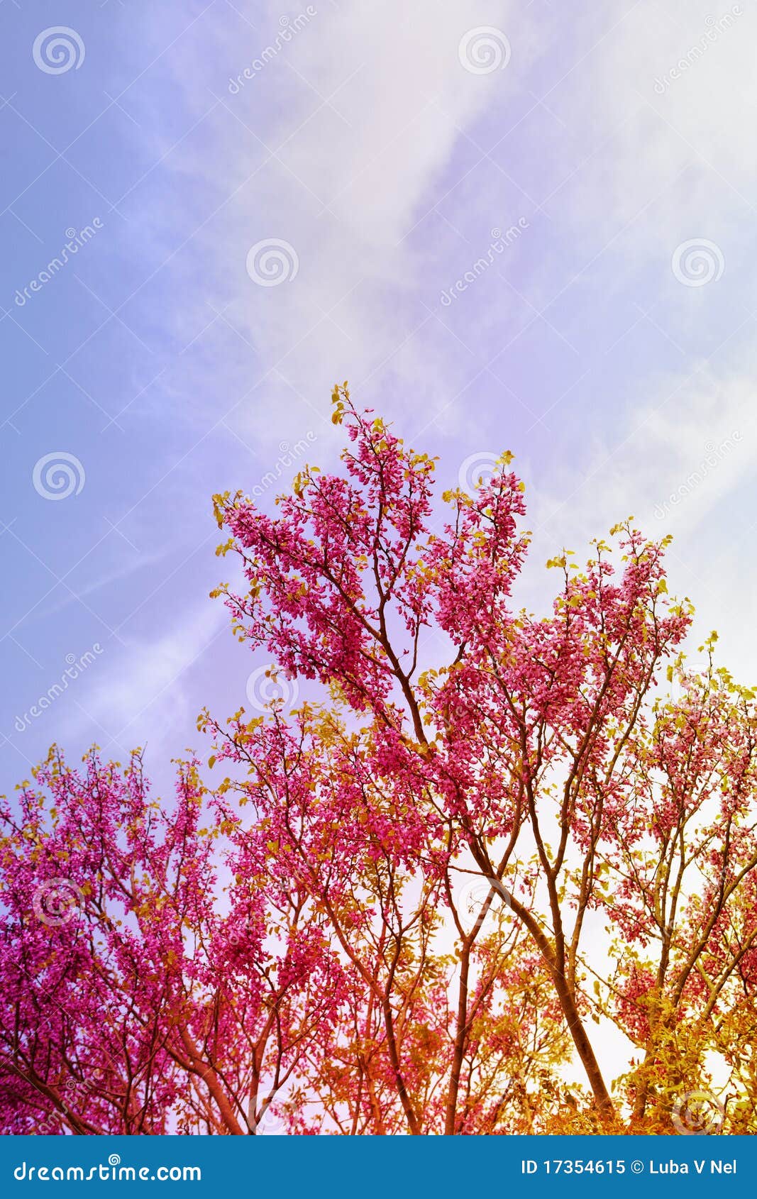 Pink tree in spring stock image. Image of beautiful, leaf - 17354615