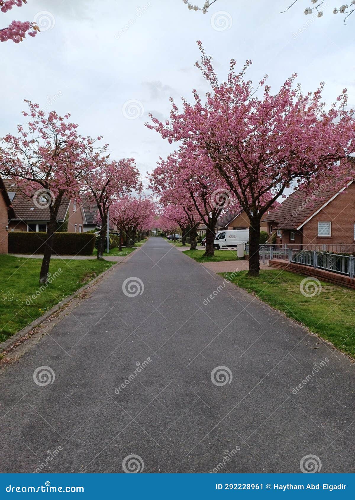 Pink Tree Street Corridor stock image. Image of blossom - 292228961