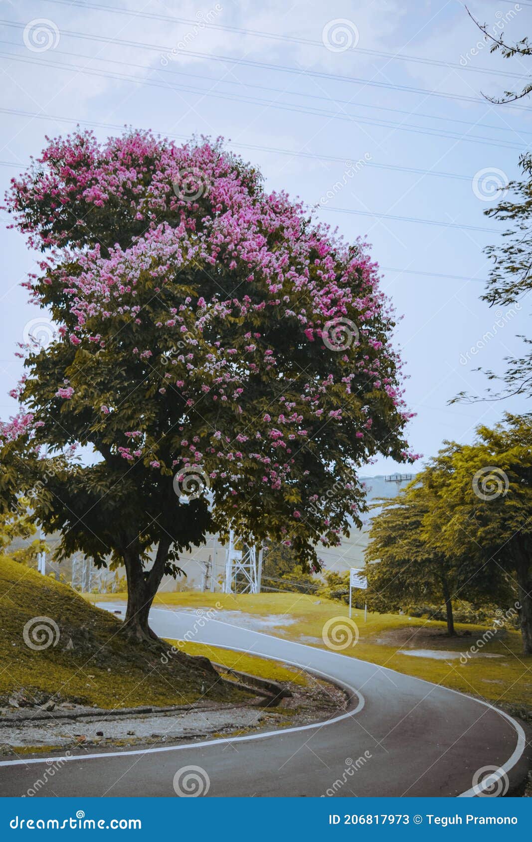 The PINK TREE stock image. Image of tree, streetside - 206817973