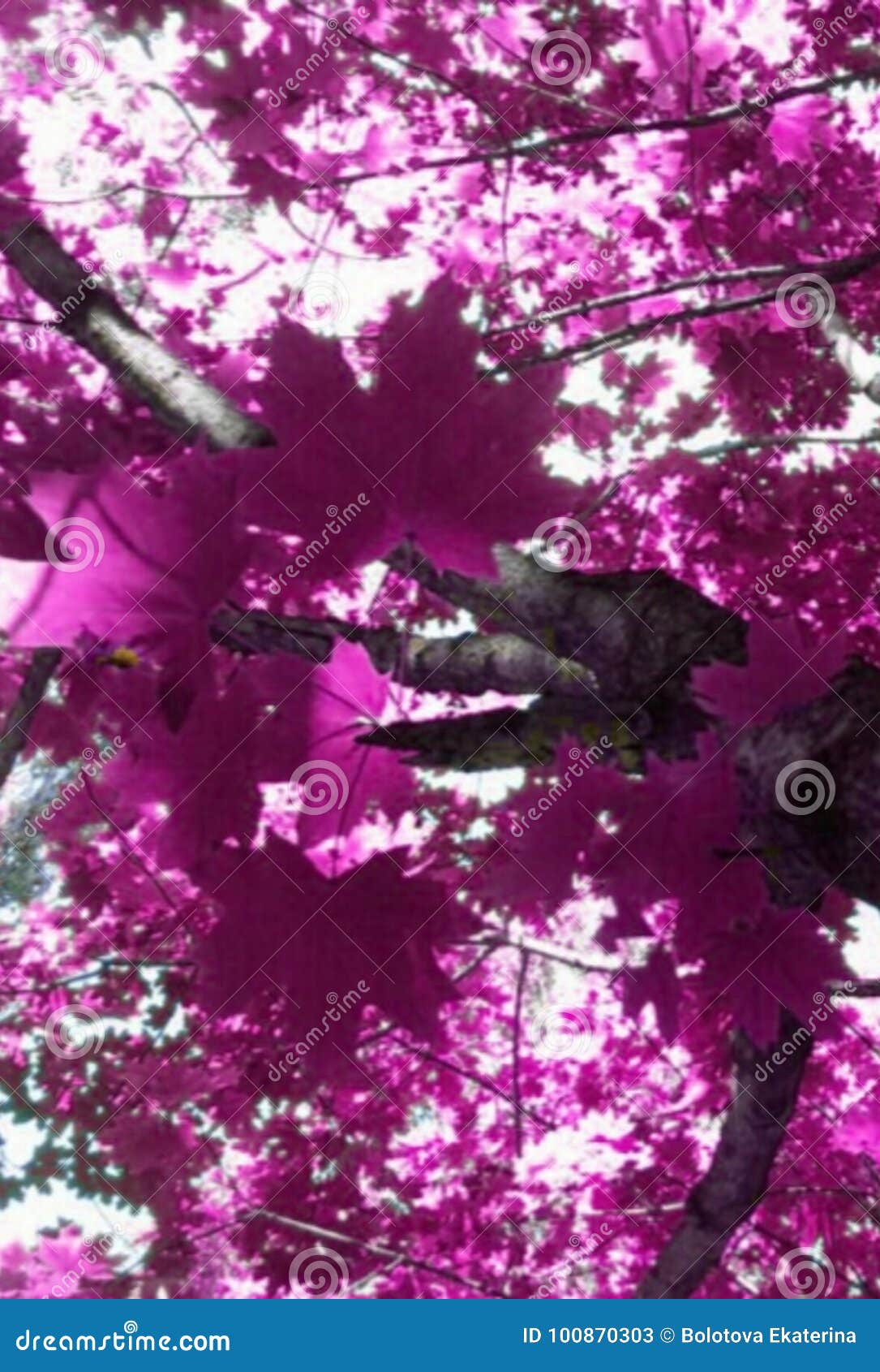 Pink tree stock image. Image of leaves, wiht, pinktree - 100870303