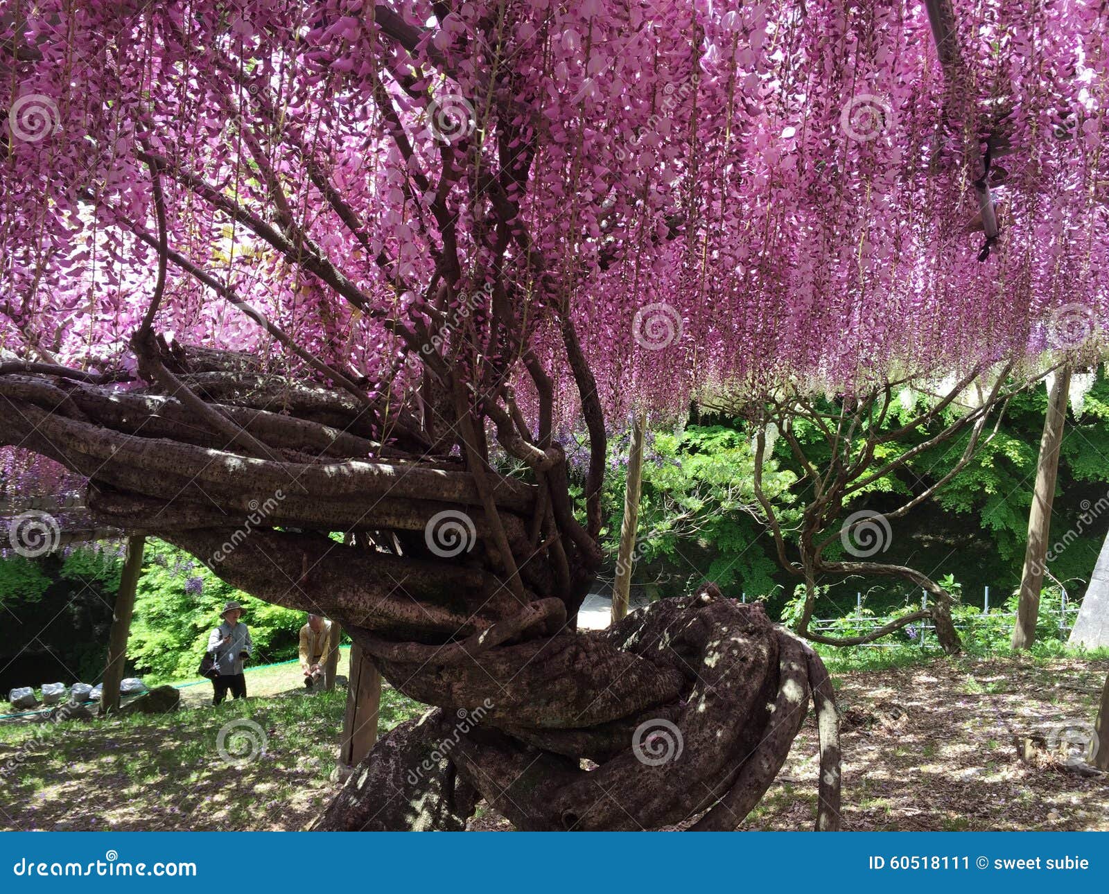 Pink trees stock image. Image of trees, flower, blossom - 60518111