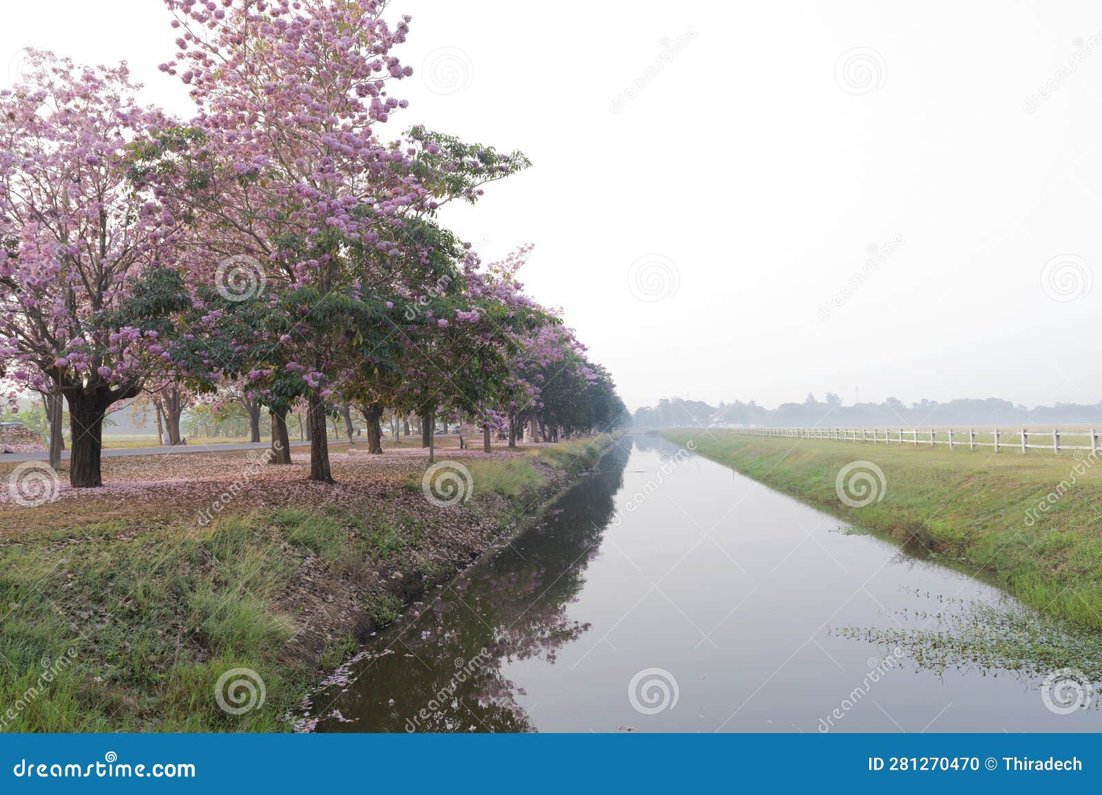 Pink Trees in the Park, Nature Background Stock Photo - Image of ...