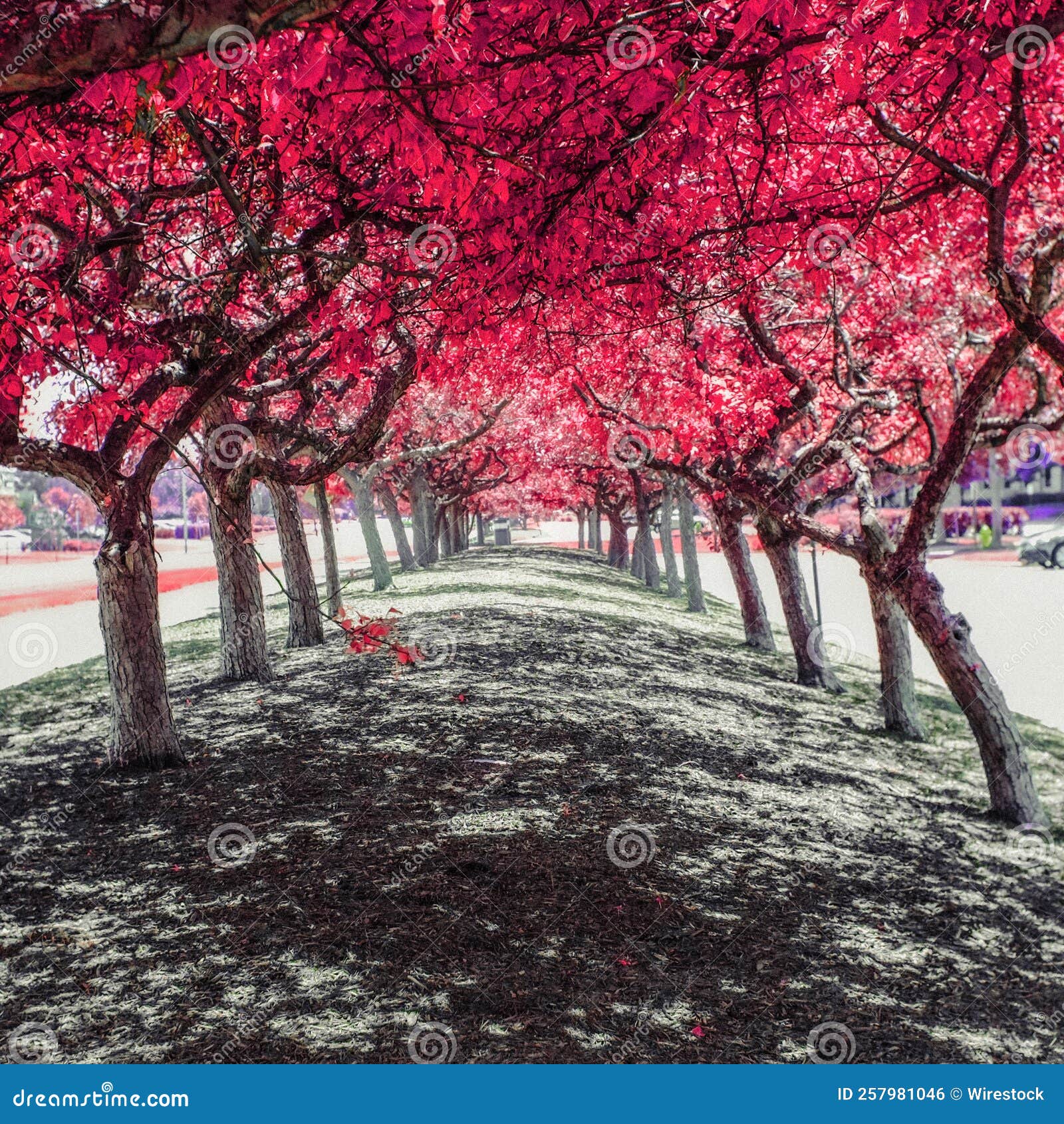 Pink Trees Pathway Nature stock photo. Image of color - 257981046