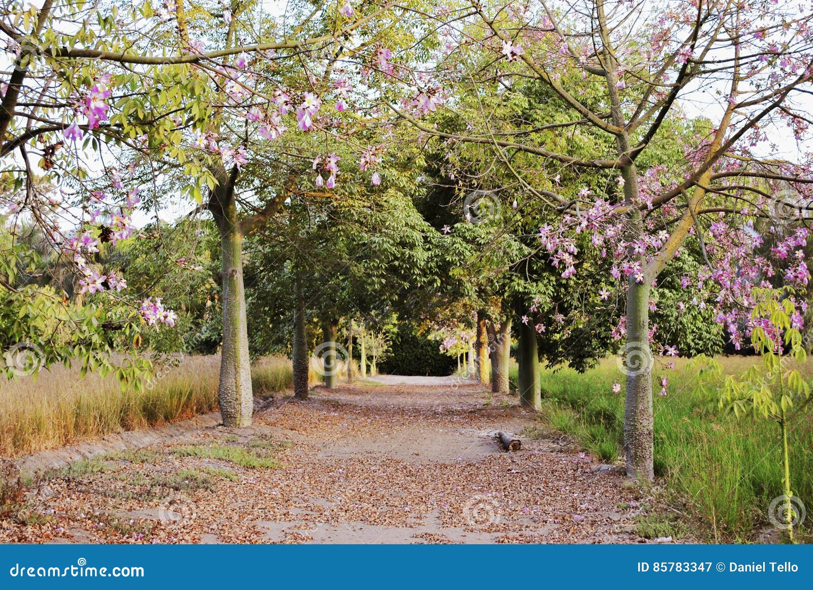 Pink trees in spring stock image. Image of garden, landscape - 85783347