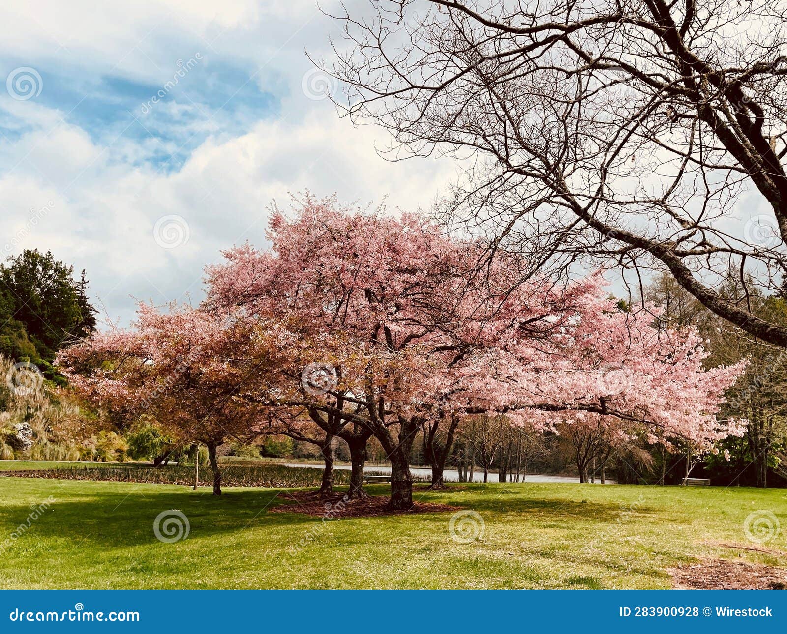 Pink Trees in a Tranquil Park on a Sunny Day, Creating a Peaceful and ...