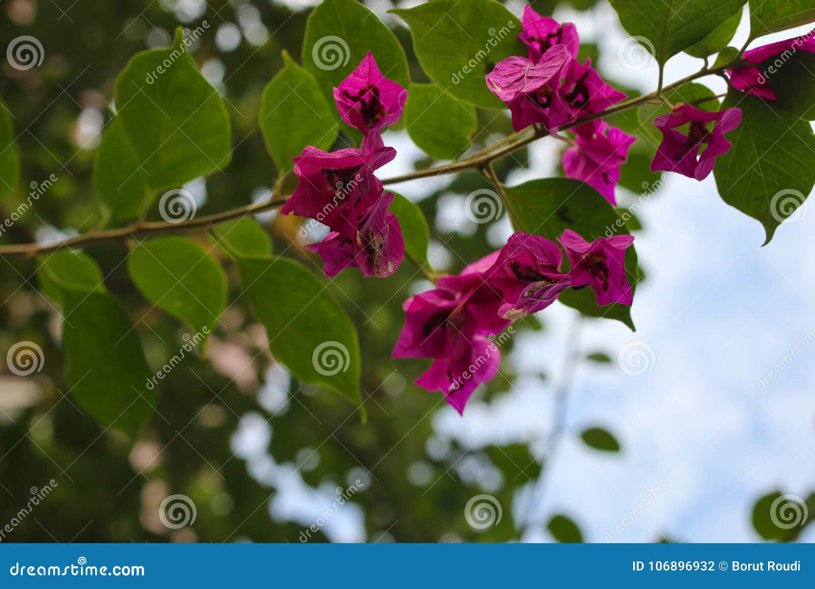 Pink triangular plum stock photo. Image of wall, small - 106896932