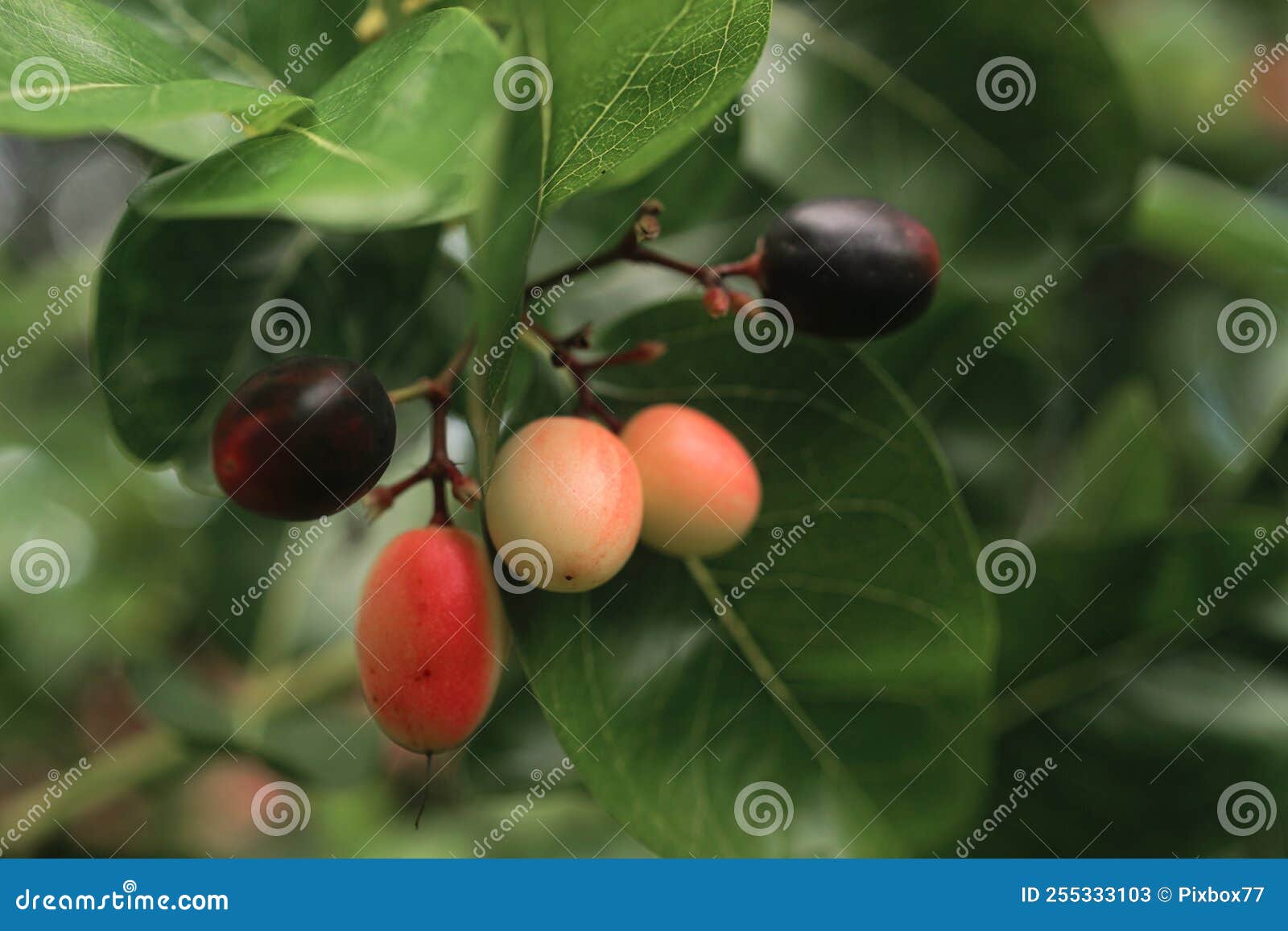 Pink Tropical Fruit at Tree, Karonda Fruit Close Up Shot Stock Image ...