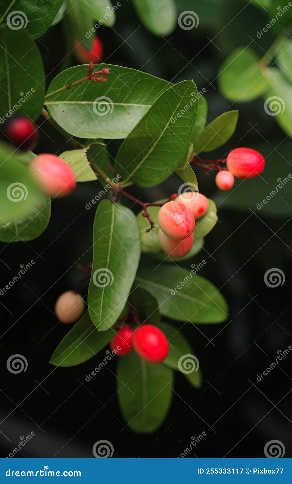 Pink Tropical Fruit at Tree, Karonda Fruit Close Up Shot Stock Image ...